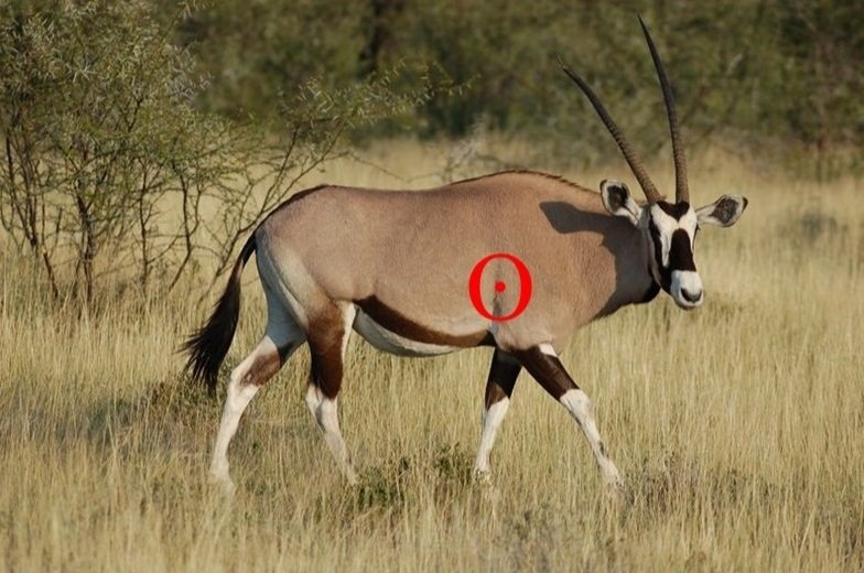 Gemsbok hunting in South Africa. — Hunting Safaris in South Africa