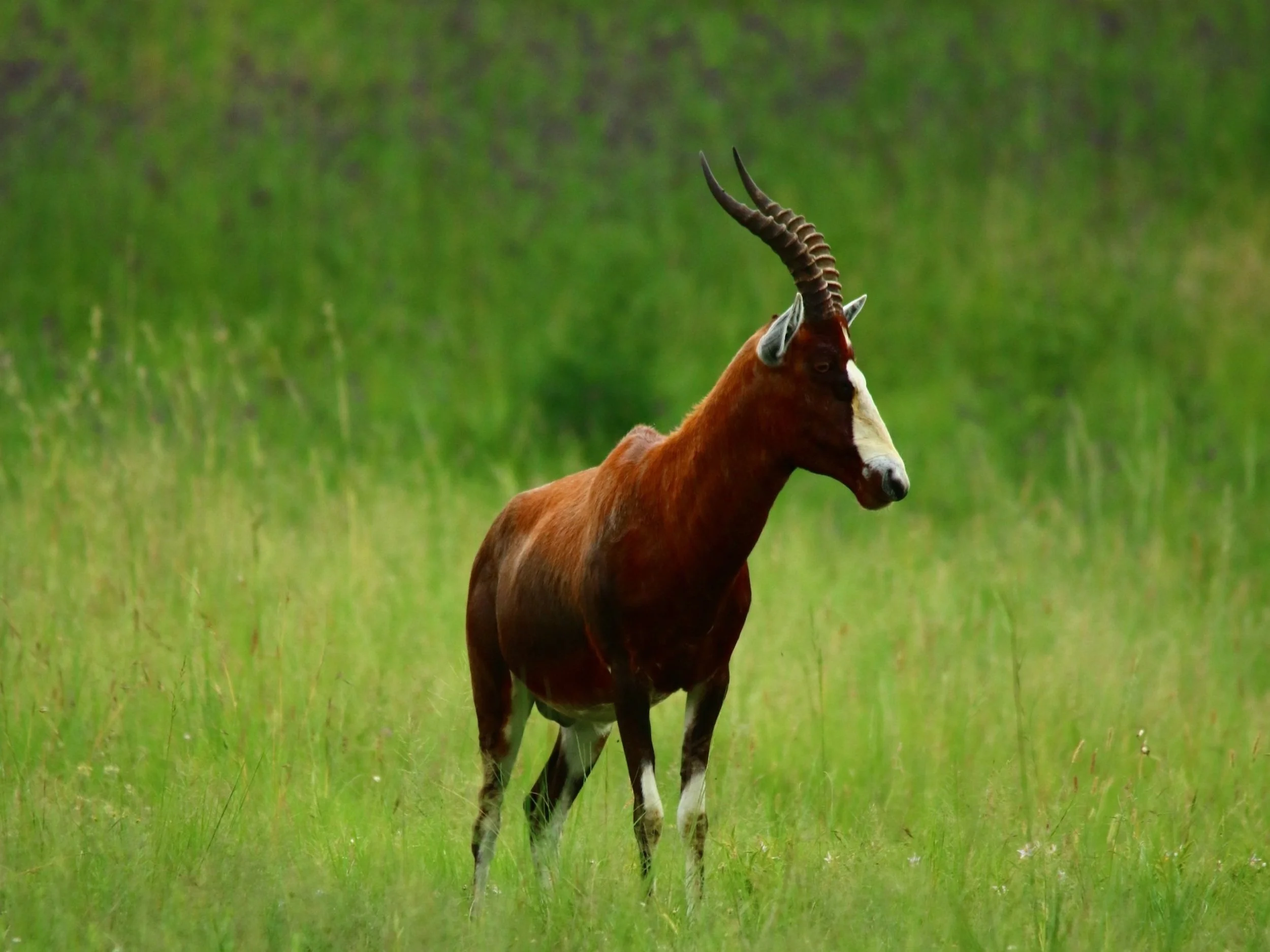Blesbok Hunting in South Africa. — Hunting Safaris in South Africa