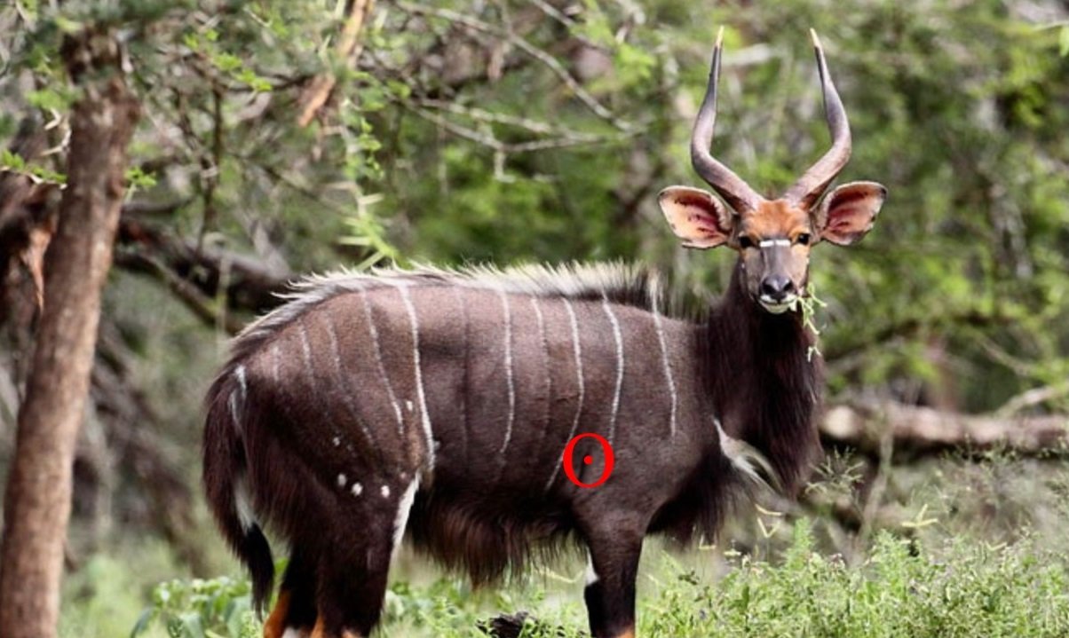 Hunting Safaris in South Africa