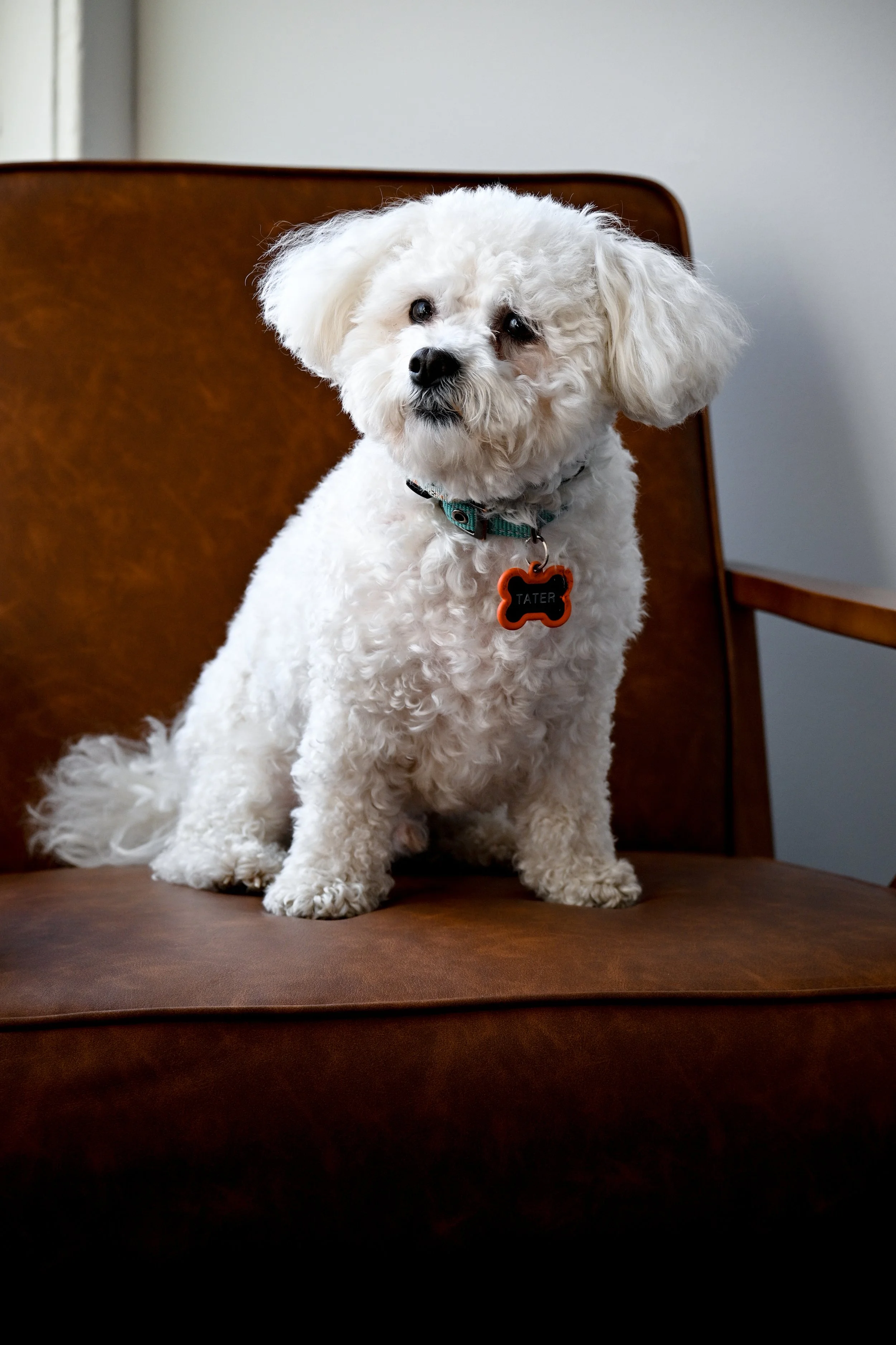 Chief Morale Officer - Tater — FORMATION