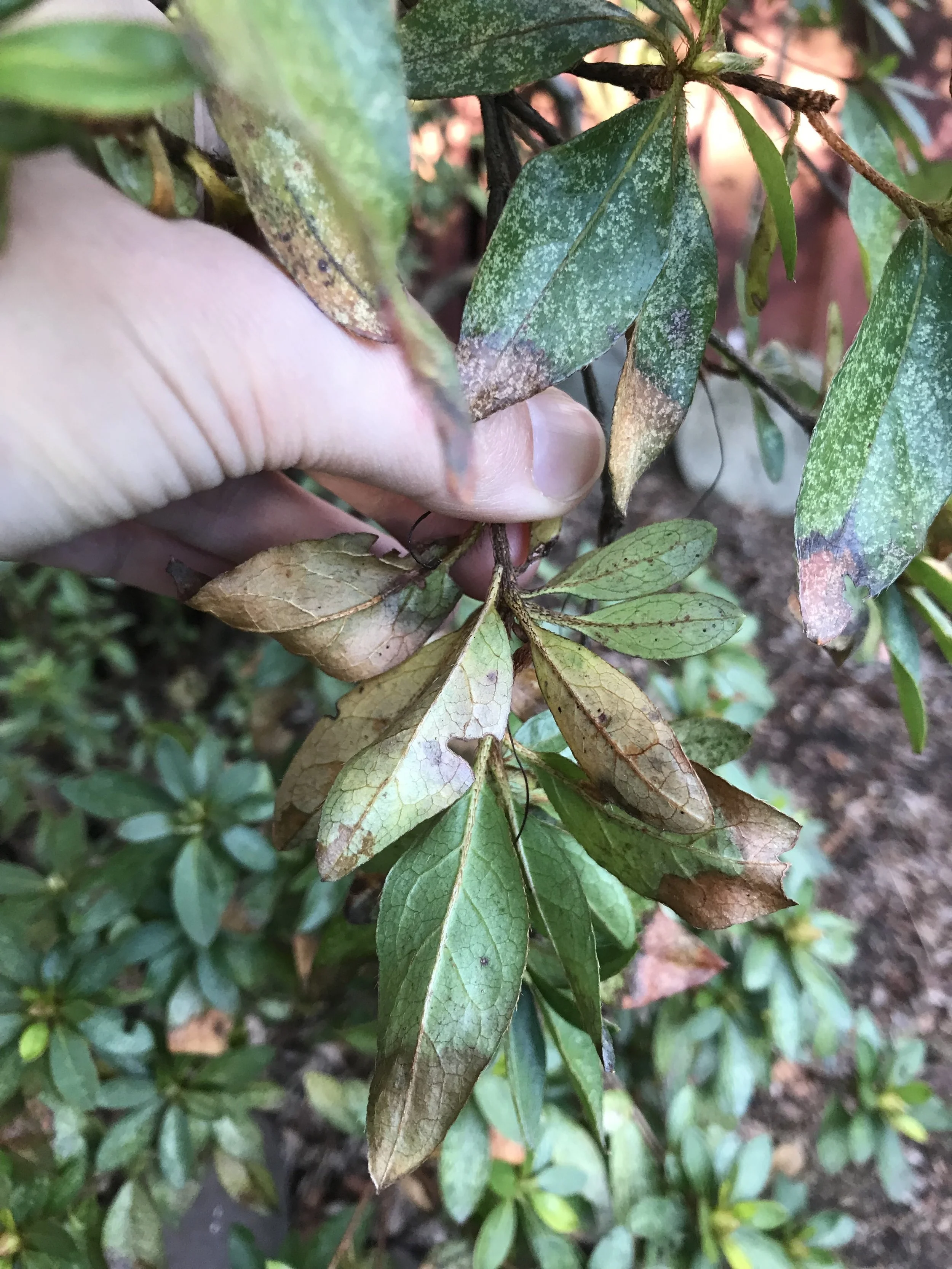 Common Azalea Pest Causes Lackluster Blooms — Champion Tree, LLC.