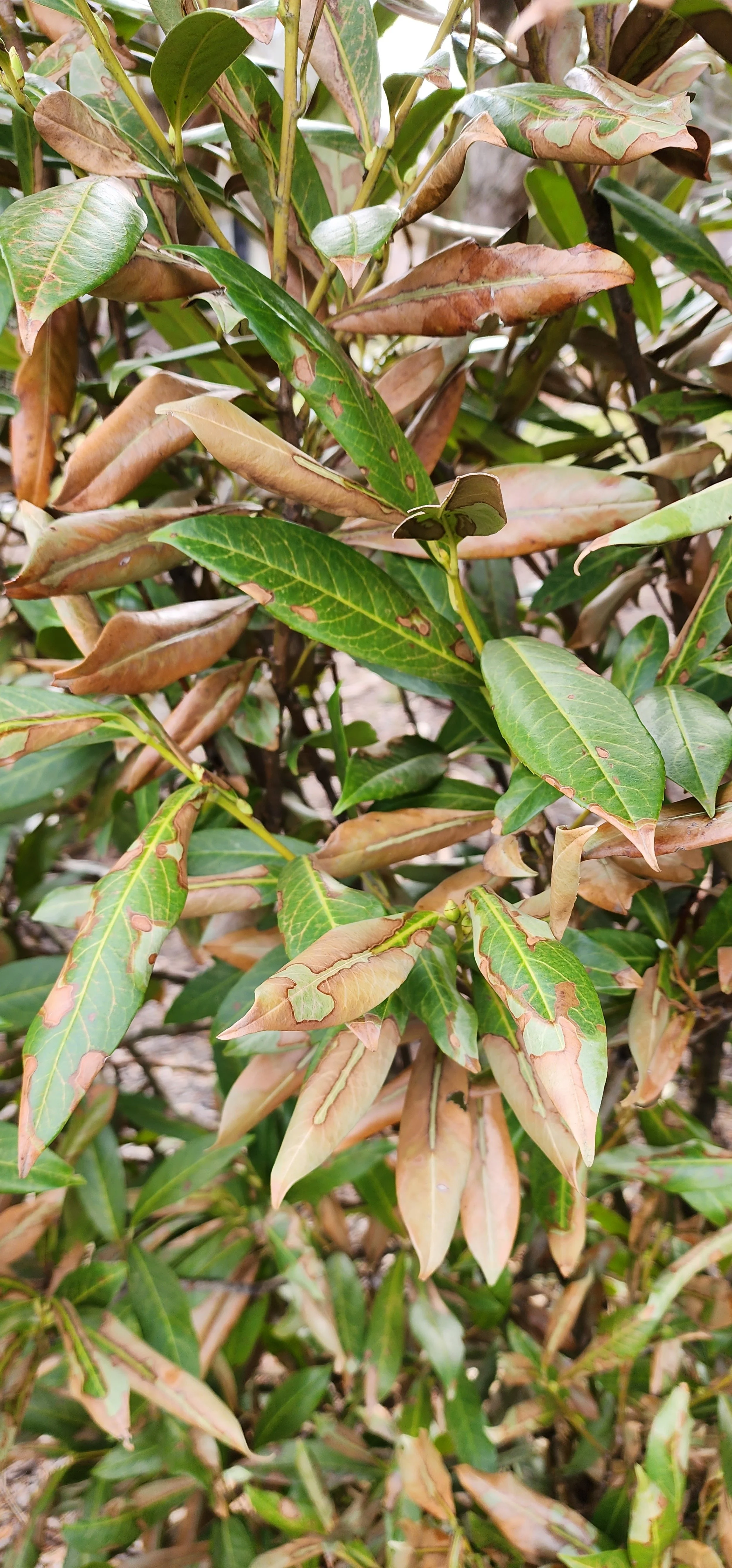 Brown Arborvitae and Skip Laurels — Champion Tree, LLC.