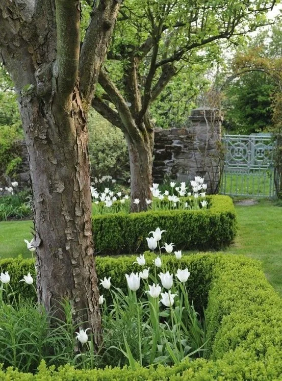 Boxwood Care Guide — Champion Tree, LLC.