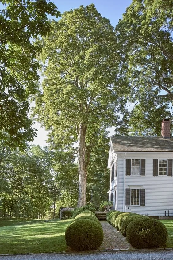 Boxwood Care Guide — Champion Tree, LLC.