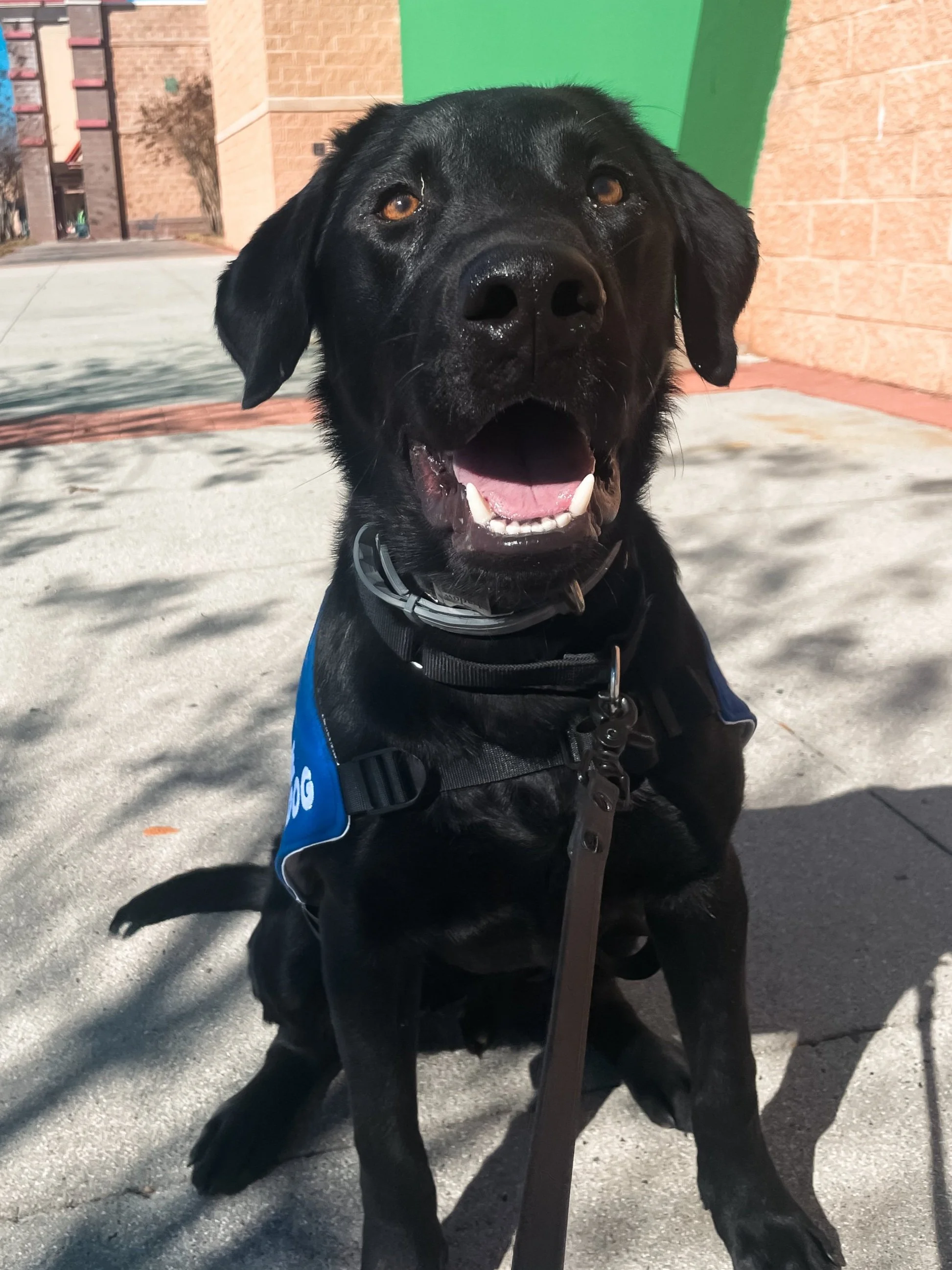 Fully Trained Service Dogs — Helping Howls