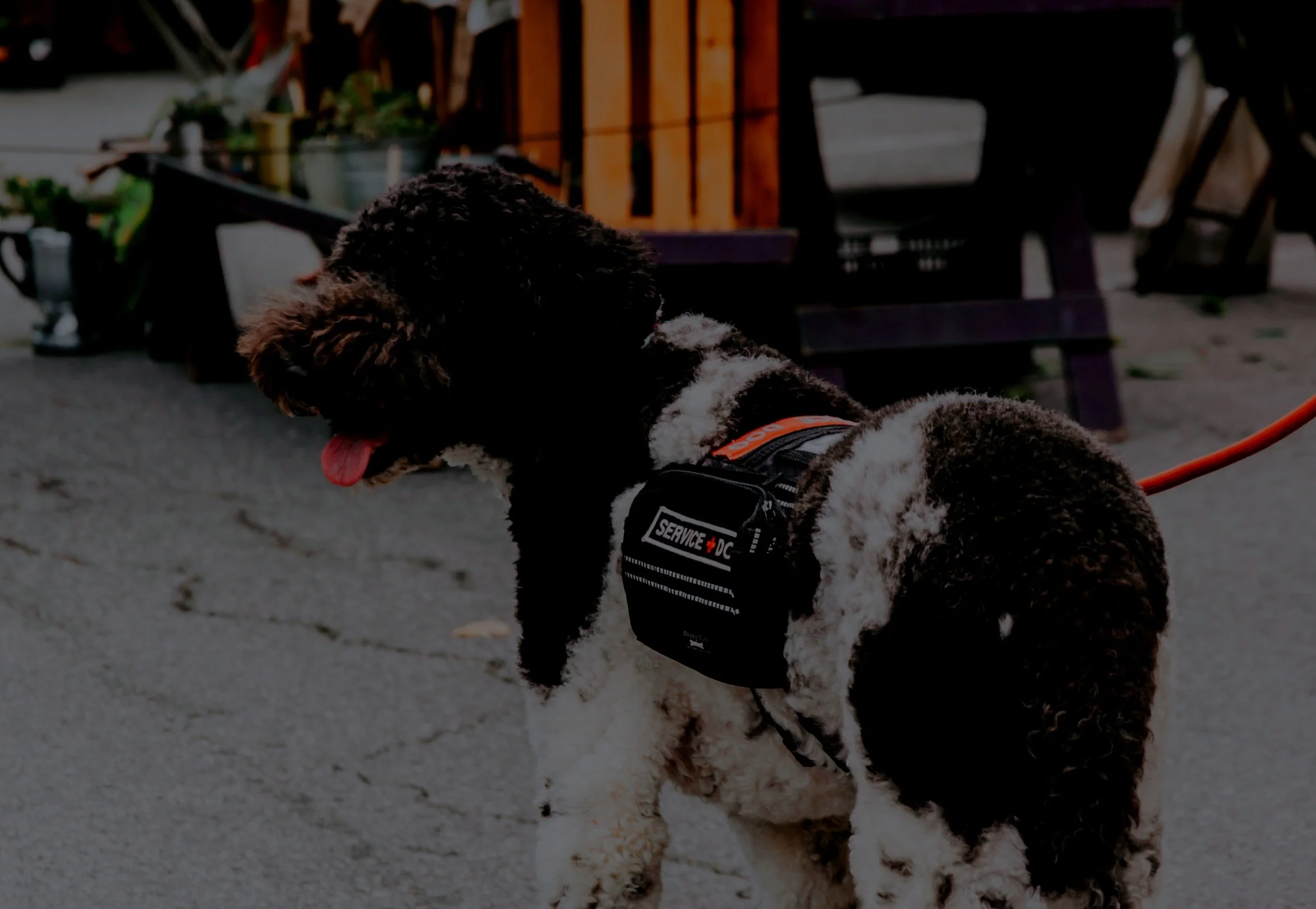 Owner-Trained Service Dogs — Helping Howls