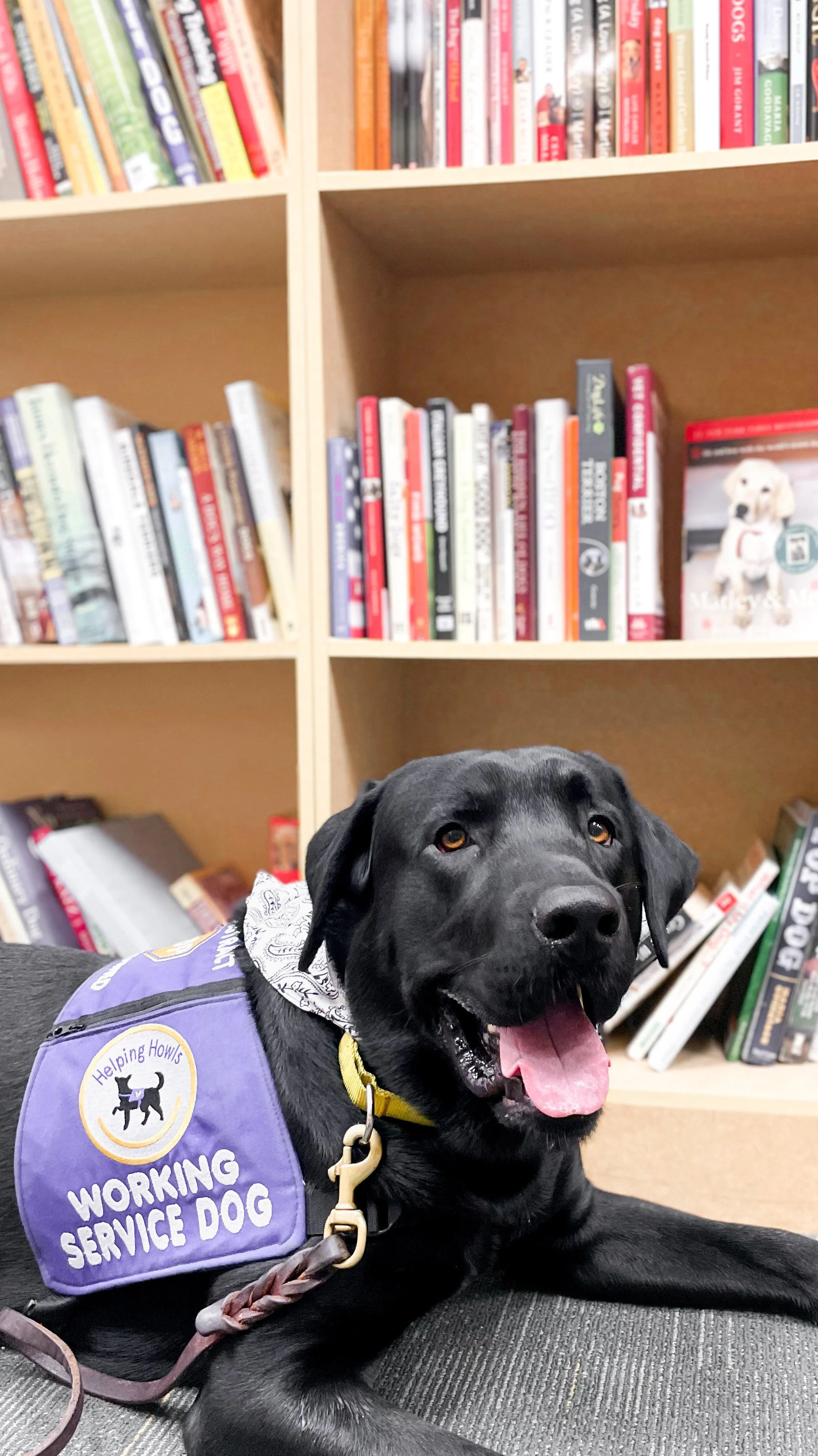 Team 1 — Helping Howls