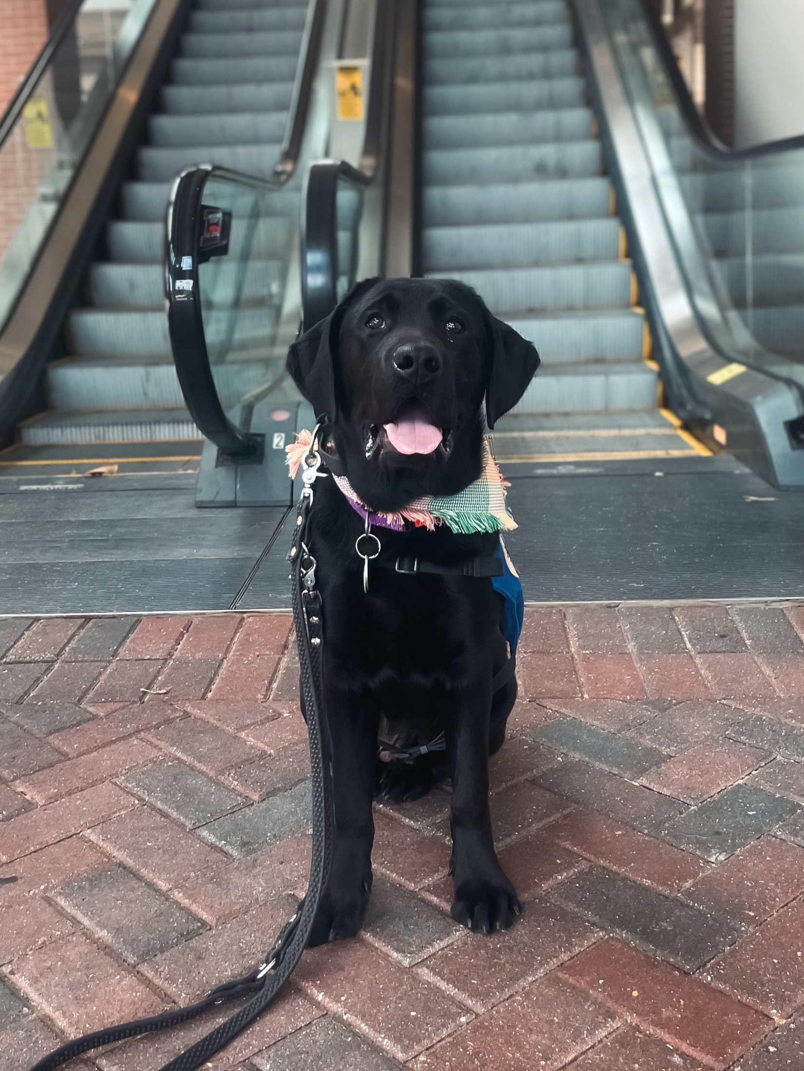 Fully Trained Service Dogs — Helping Howls