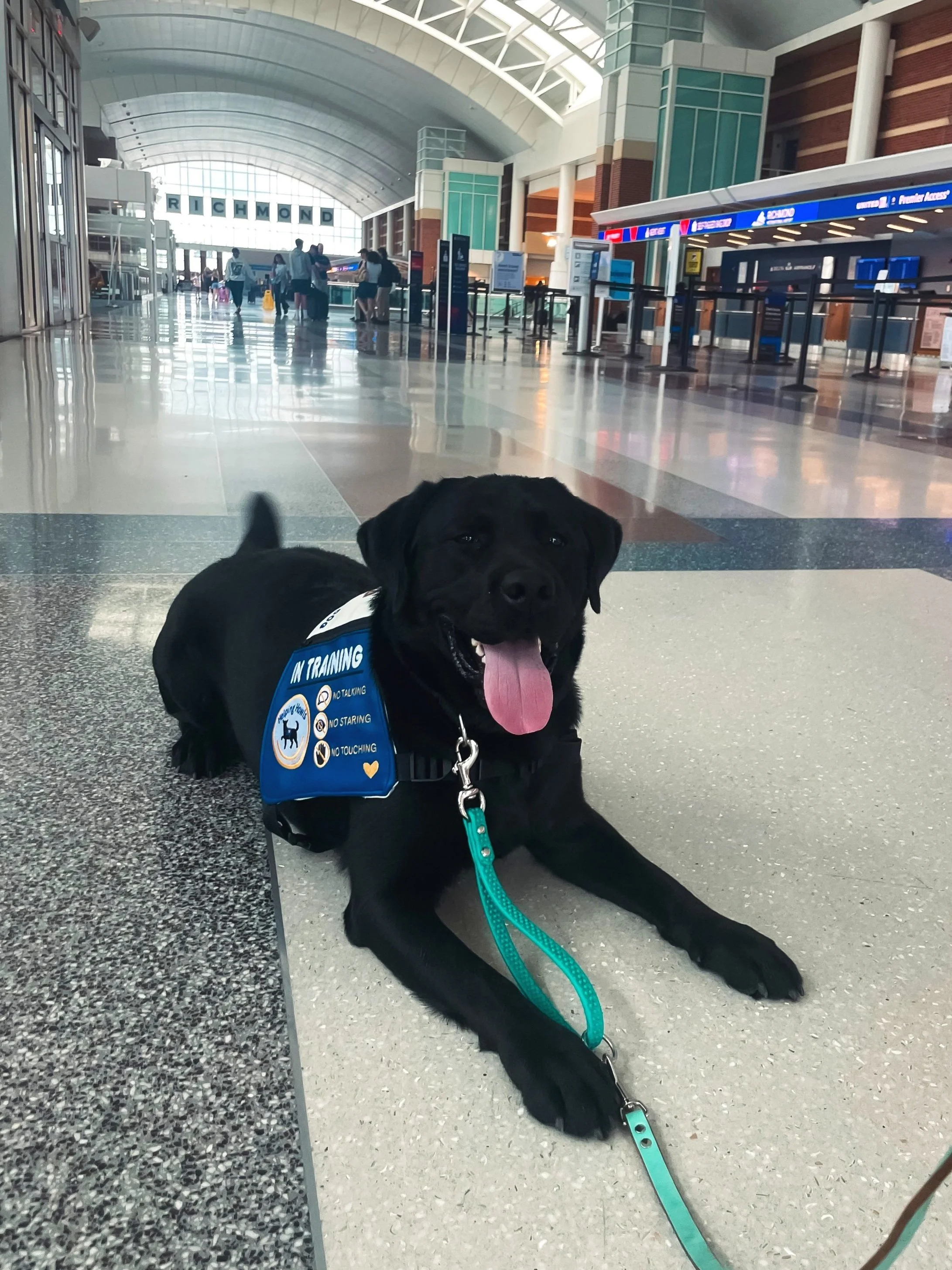 Owner-Trained Service Dogs — Helping Howls