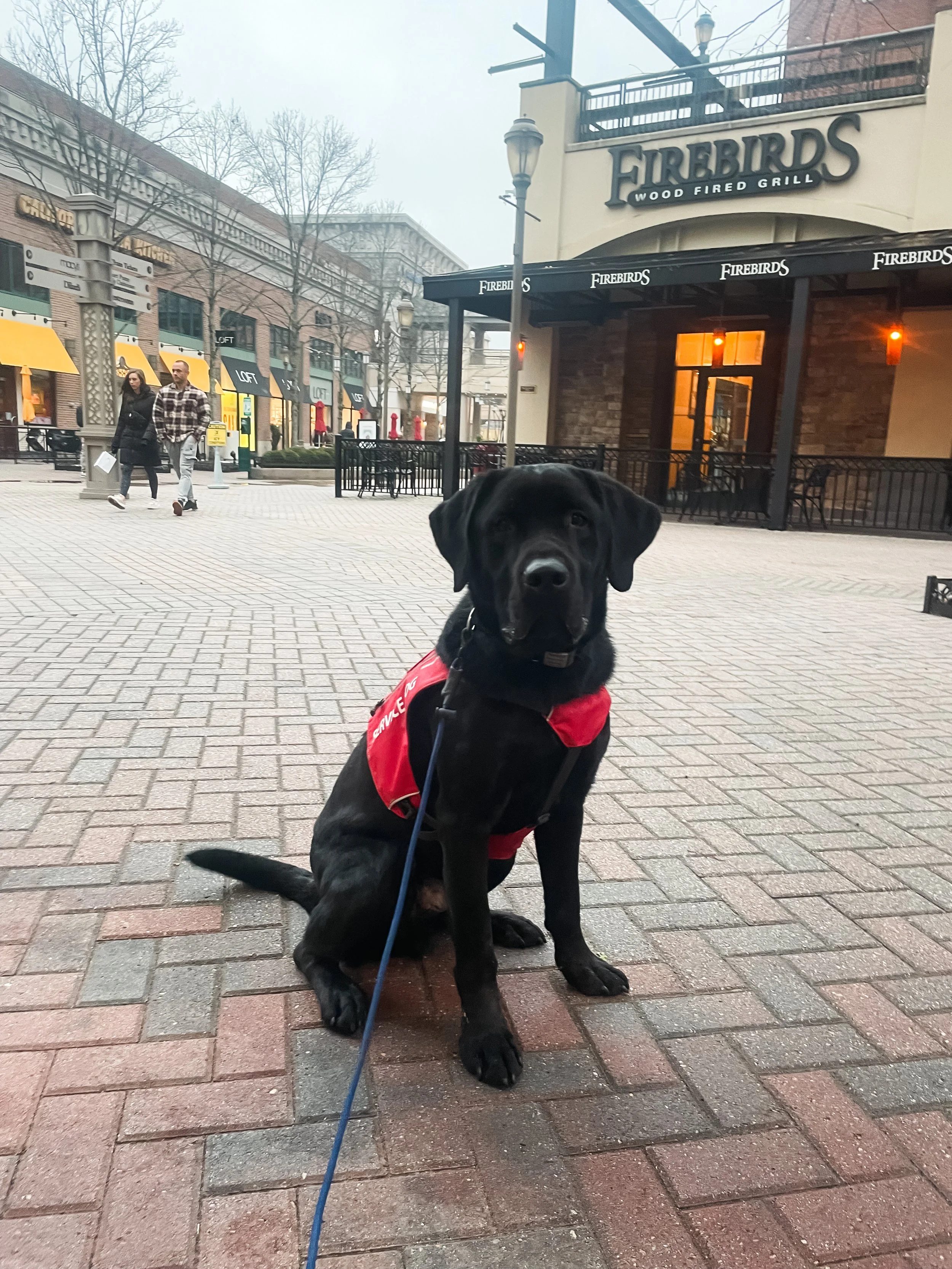 Available Service Dogs — Helping Howls