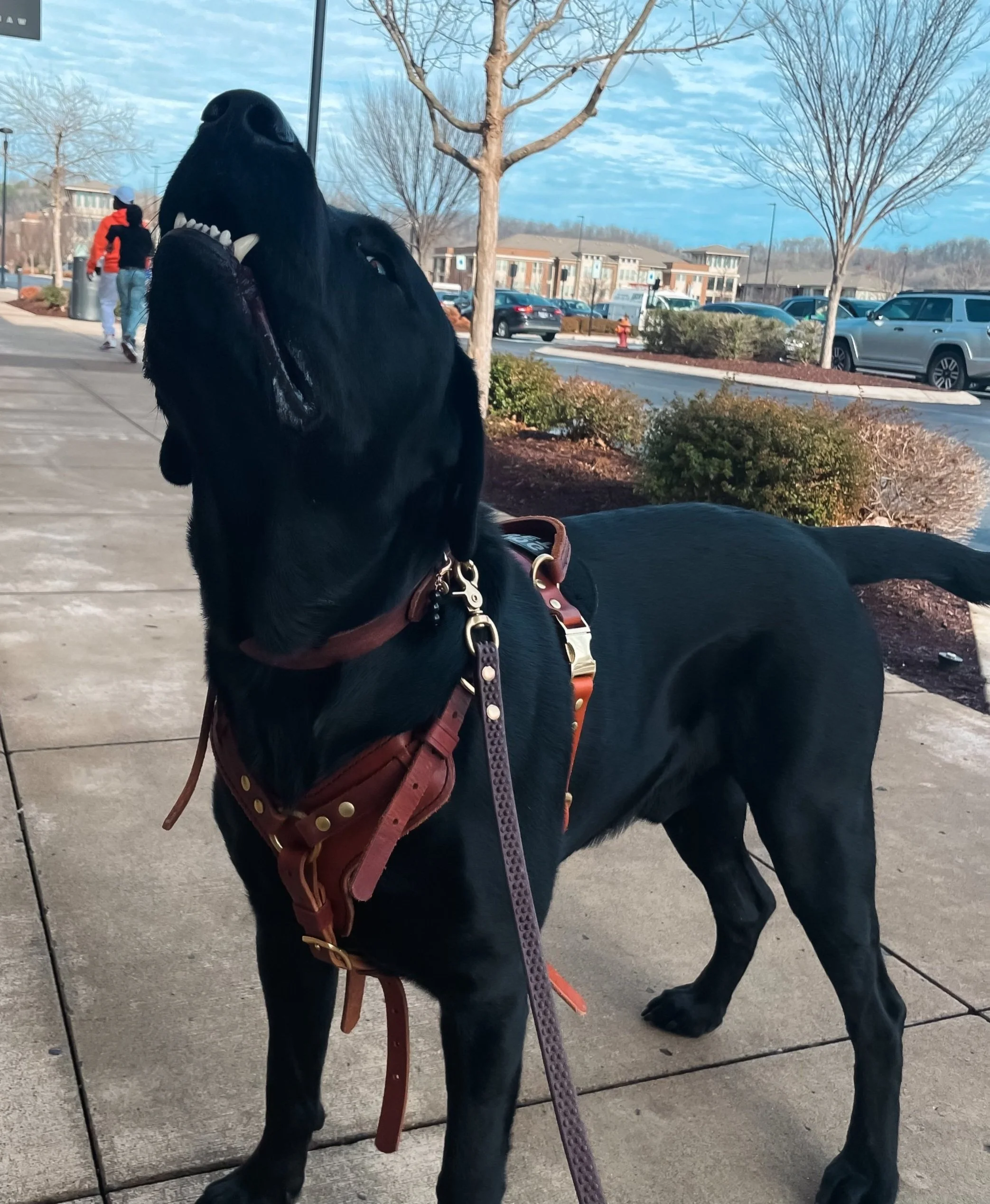 Fully Trained Service Dogs — Helping Howls