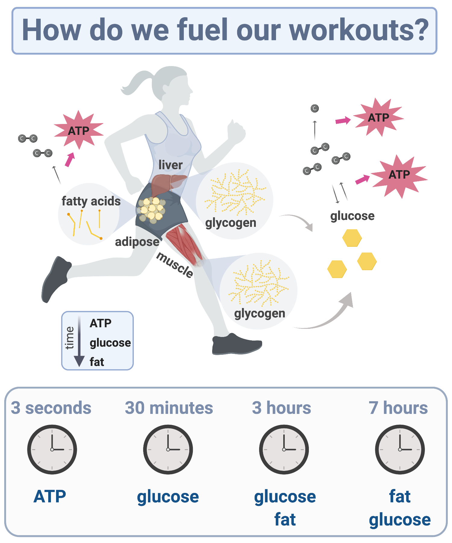 Metabolism + exercise fueling — Cate Ward Nutrition