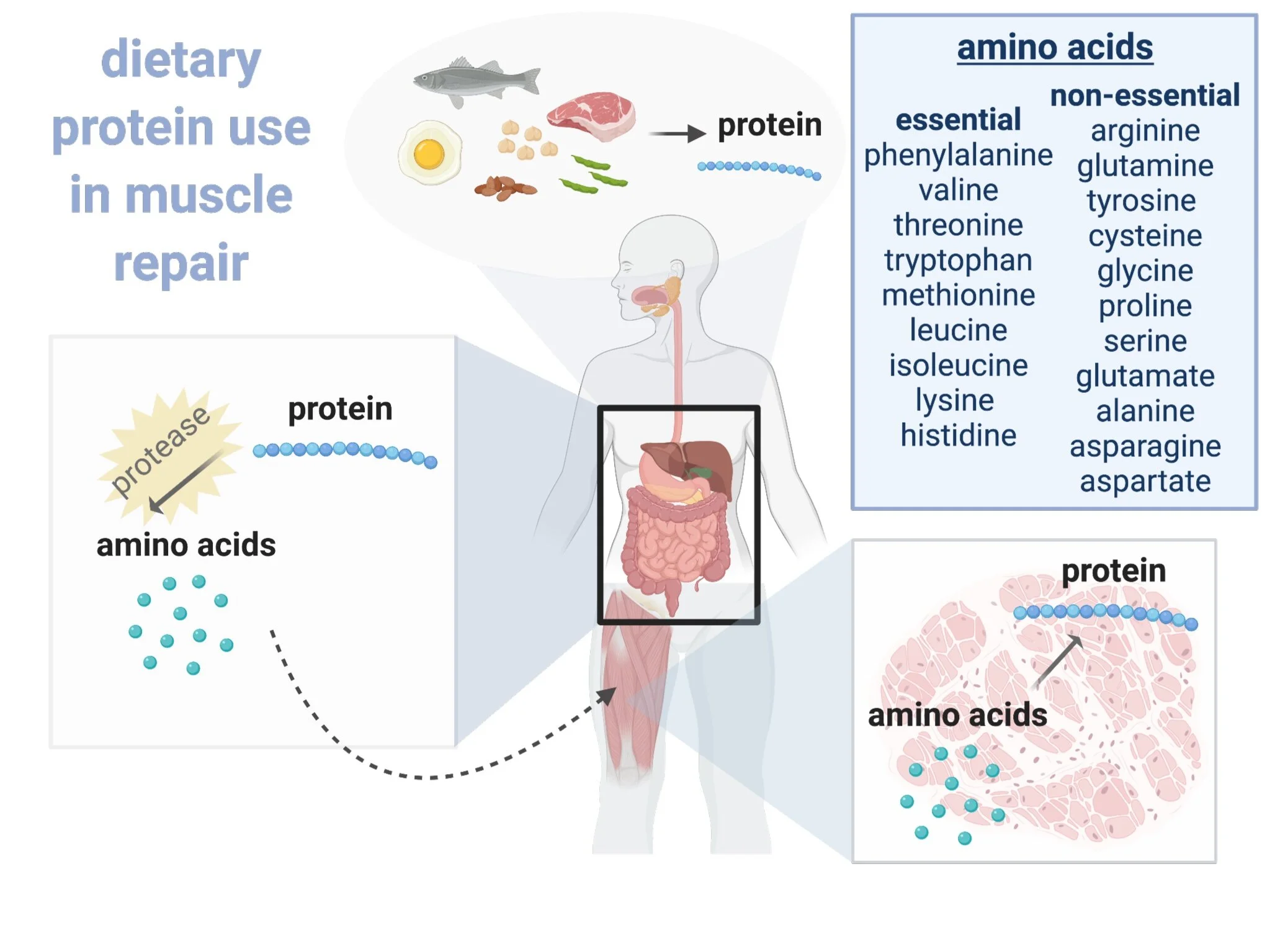 All About Protein (and Protein Powder) — Cate Ward Nutrition