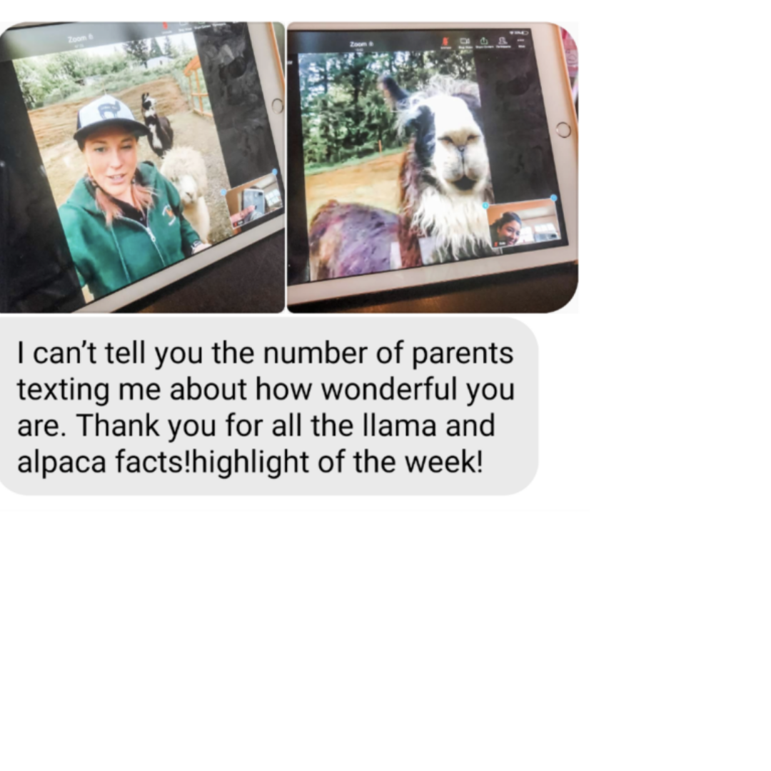 Llama Zooms — Mtn Peaks Therapy Llamas & Alpacas