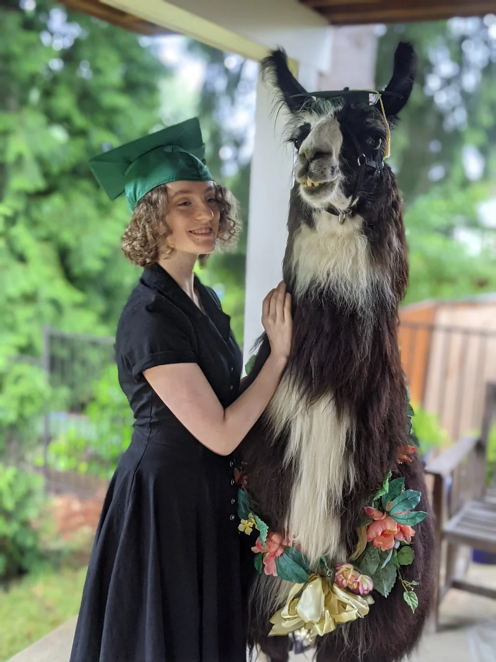 Llama/Alpaca Fun Facts — Mtn Peaks Therapy Llamas & Alpacas