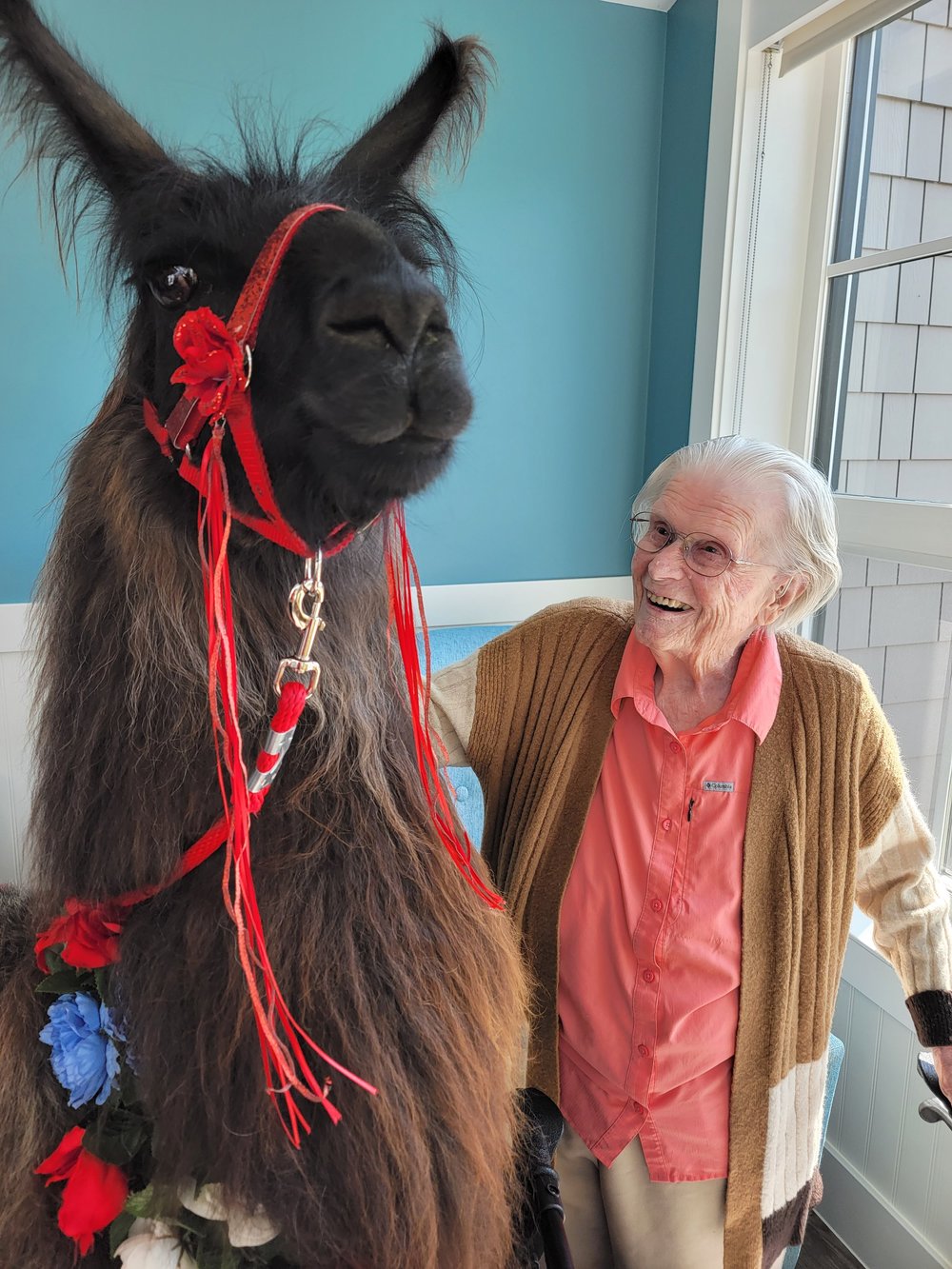 Services 2 — Mtn Peaks Therapy Llamas & Alpacas
