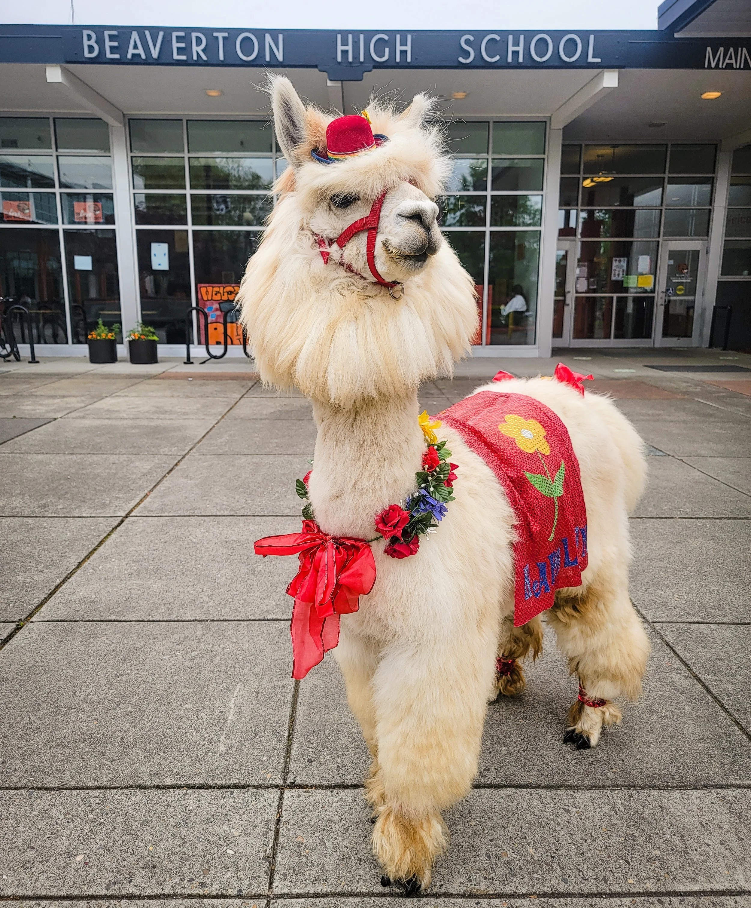 Services 2 — Mtn Peaks Therapy Llamas & Alpacas