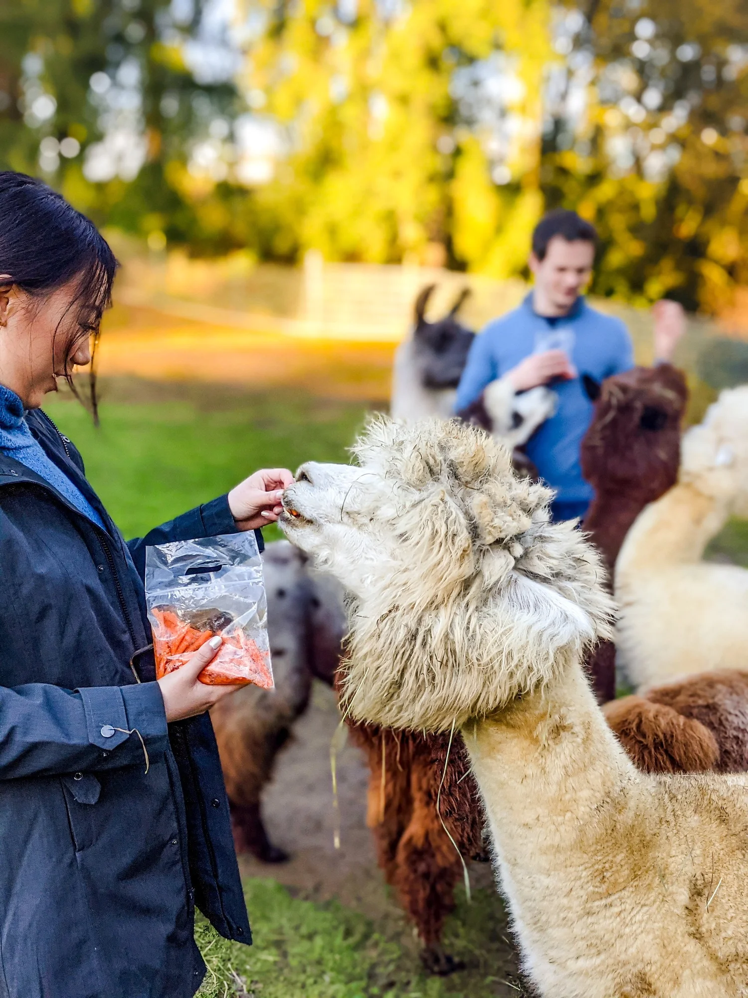 Services 2 — Mtn Peaks Therapy Llamas & Alpacas