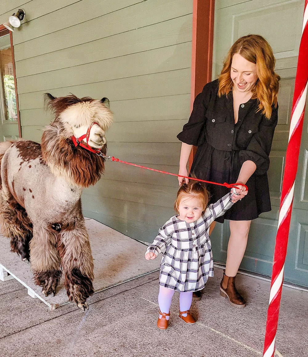 Holidays with the Herd — Mtn Peaks Therapy Llamas & Alpacas
