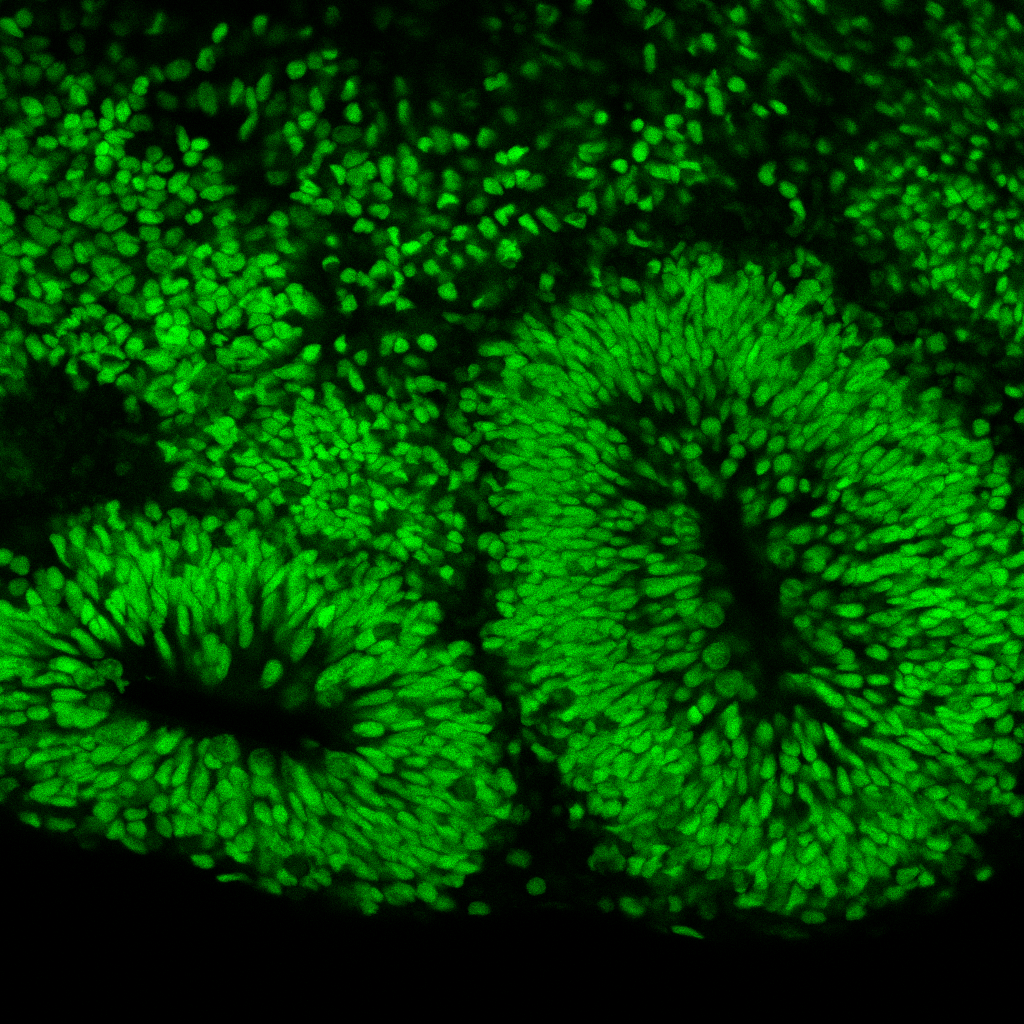 Molecular Probes Database