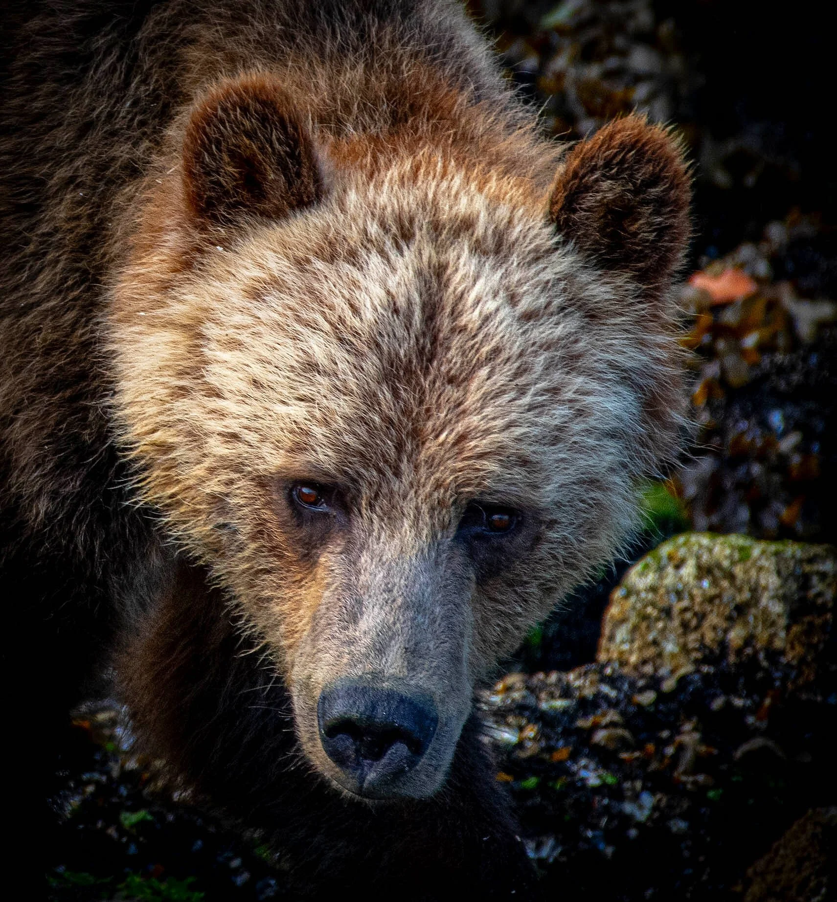Michael Robinson's Nature Photography