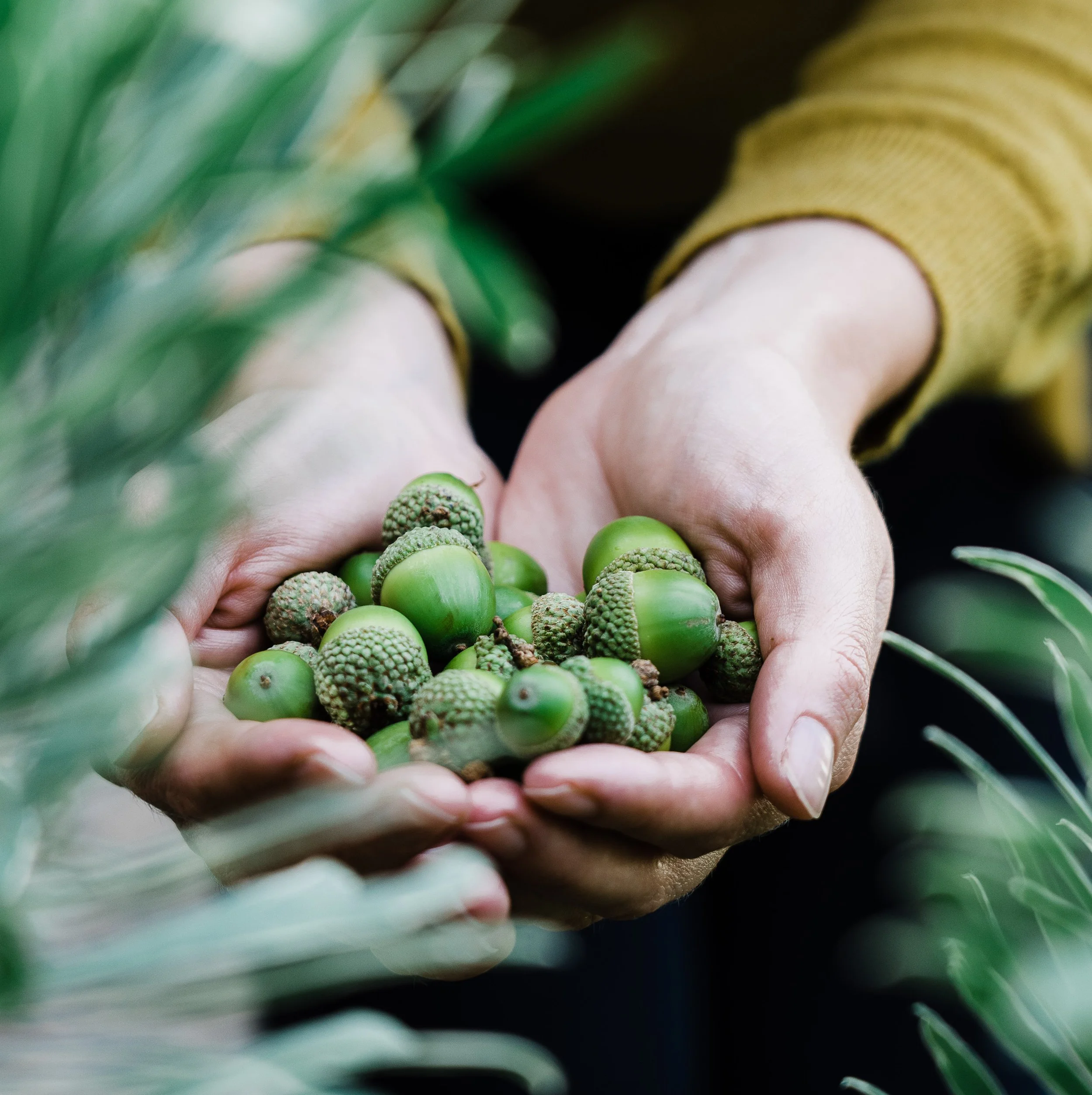 Mimosa - Plant Dyed + Screen Printed Cotton Cushion - Slate — hannah ...