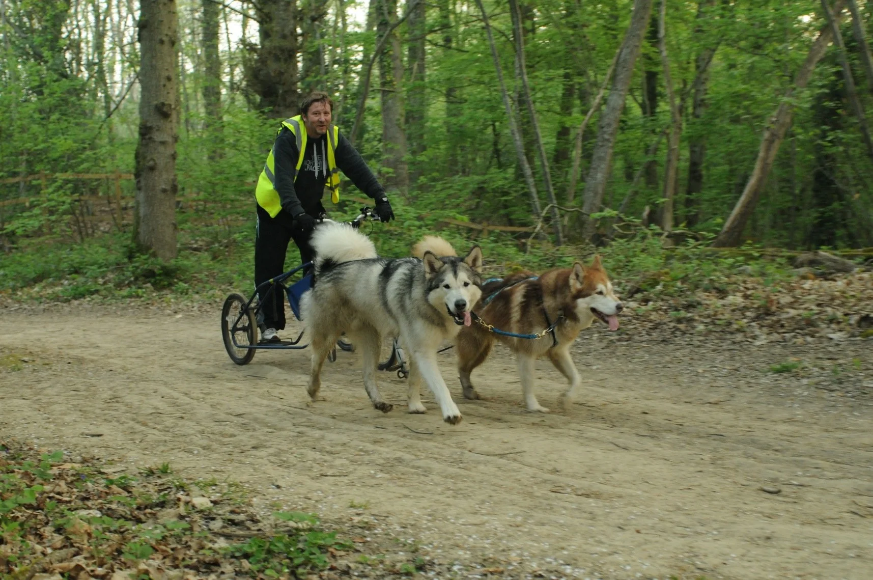 Alaskan Malamute Working Association