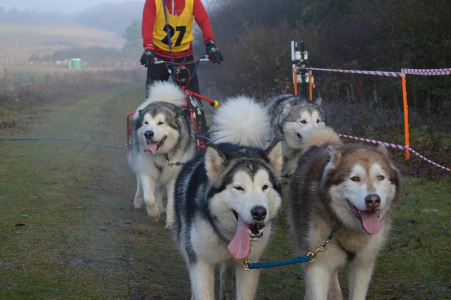 Alaskan Malamute Working Association