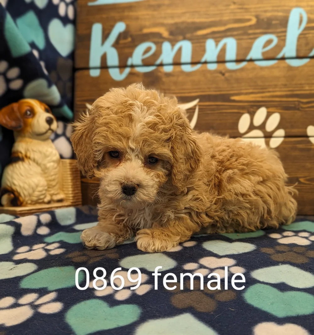 Bichon Frise / Bichonapoo — B & C Kennels