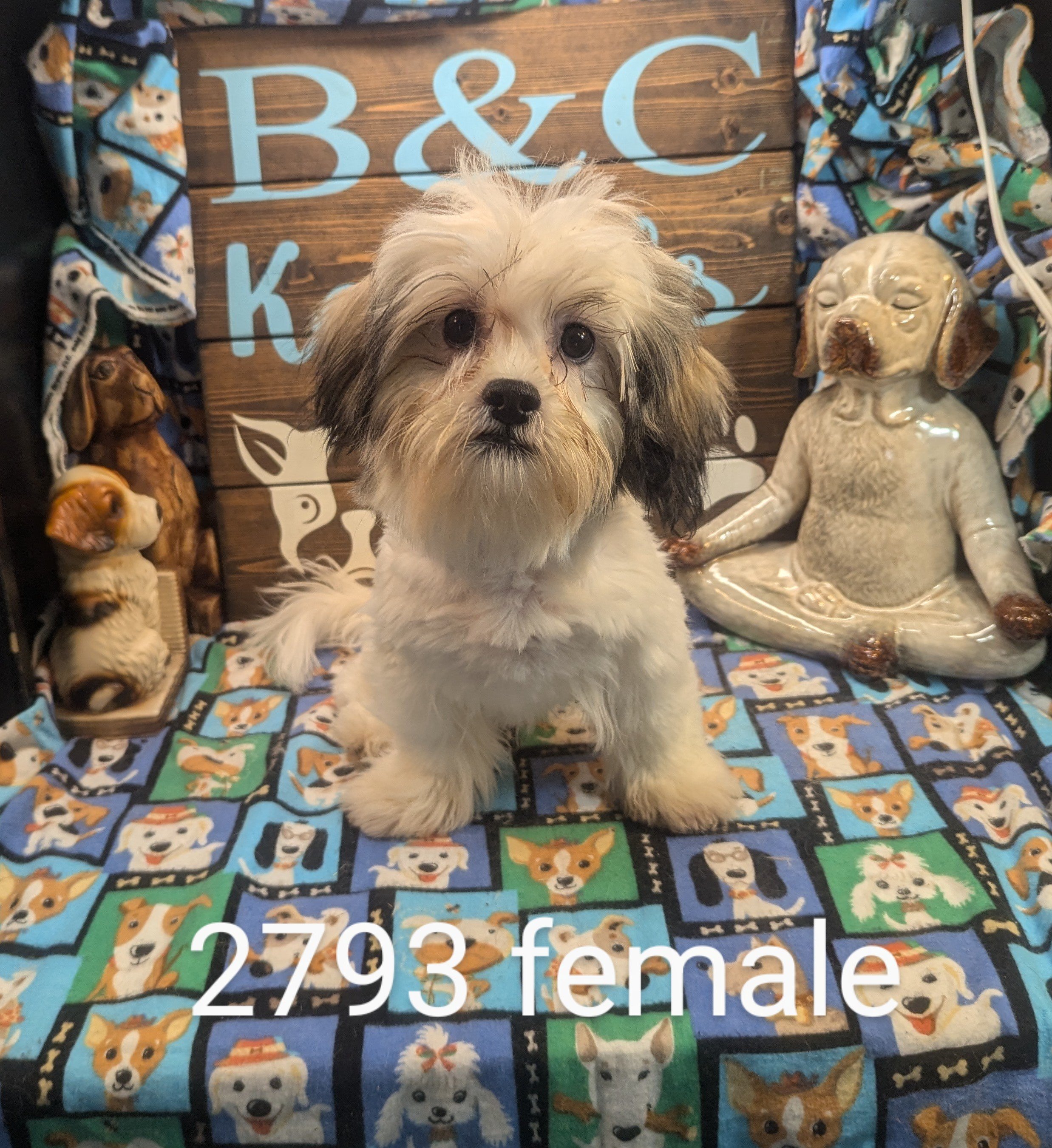 B & C Kennels