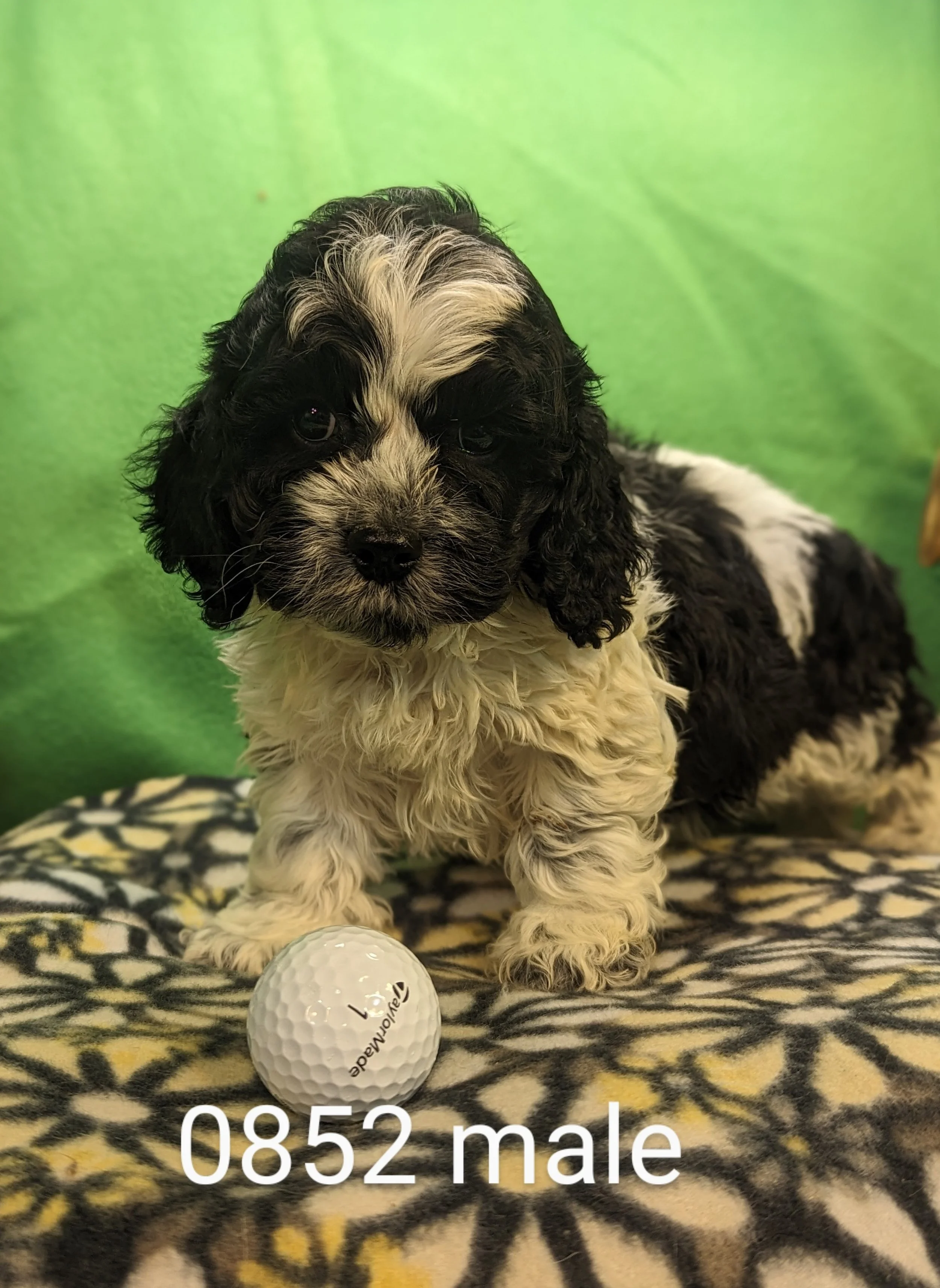 Cockapoos & Cocker Spaniels — B & C Kennels