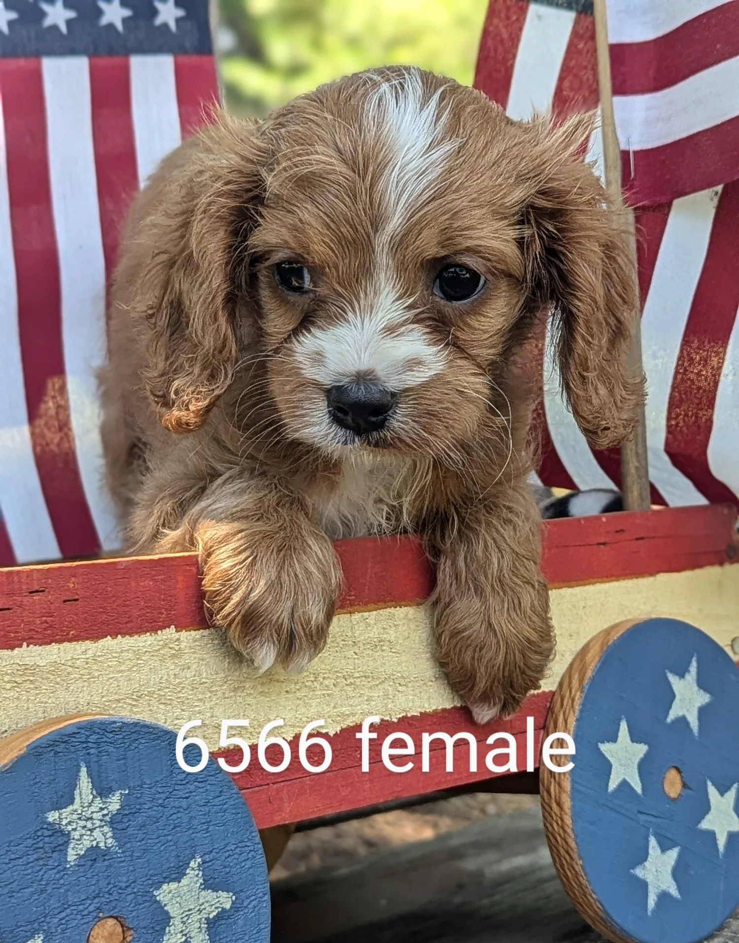 Cavapoos, Cavachons, & Cavaliers — B & C Kennels
