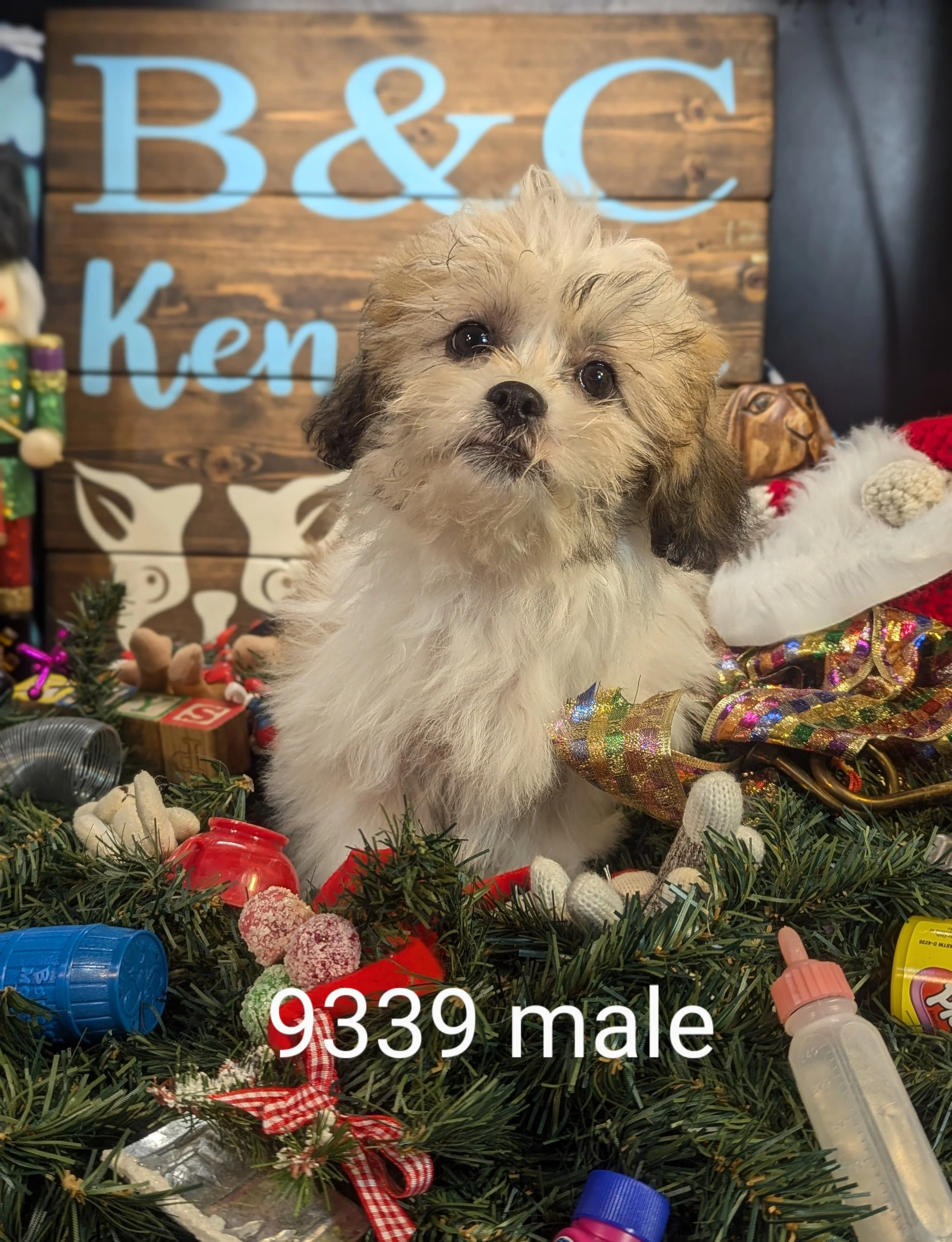 B & C Kennels
