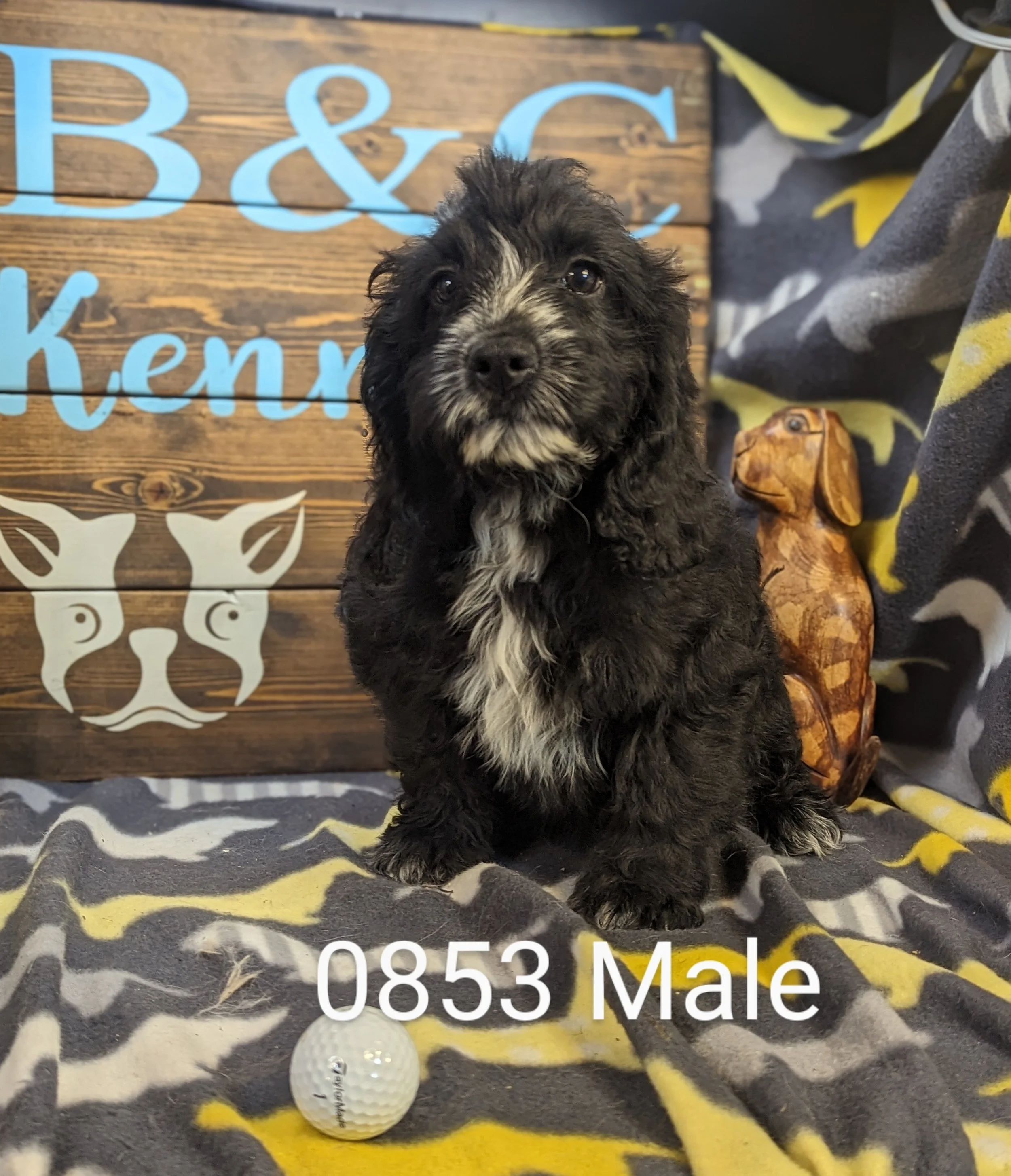 Cockapoos & Cocker Spaniels — B & C Kennels