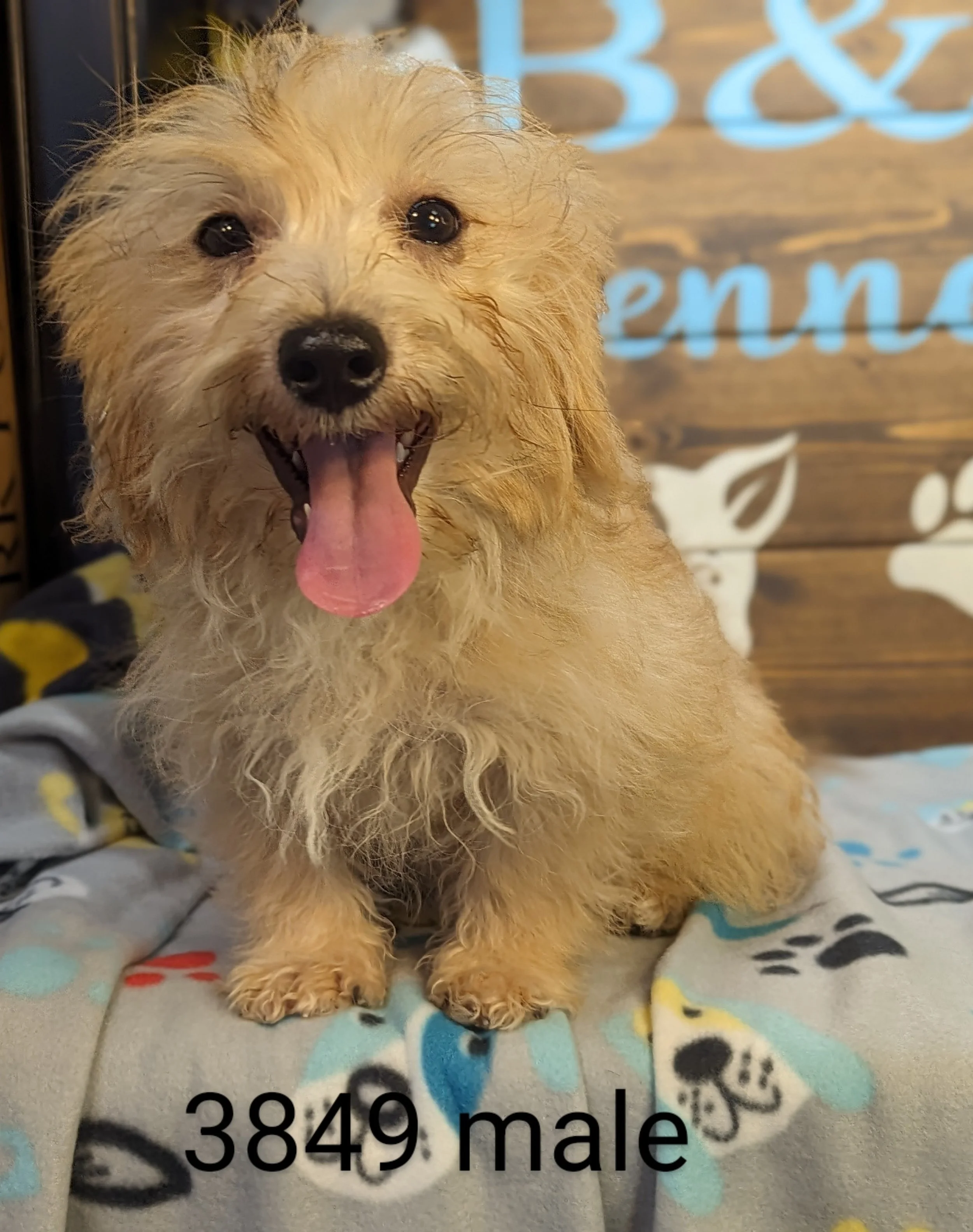 Yorkshire Terriers, Yorkipoos & Yorkichons — B & C Kennels