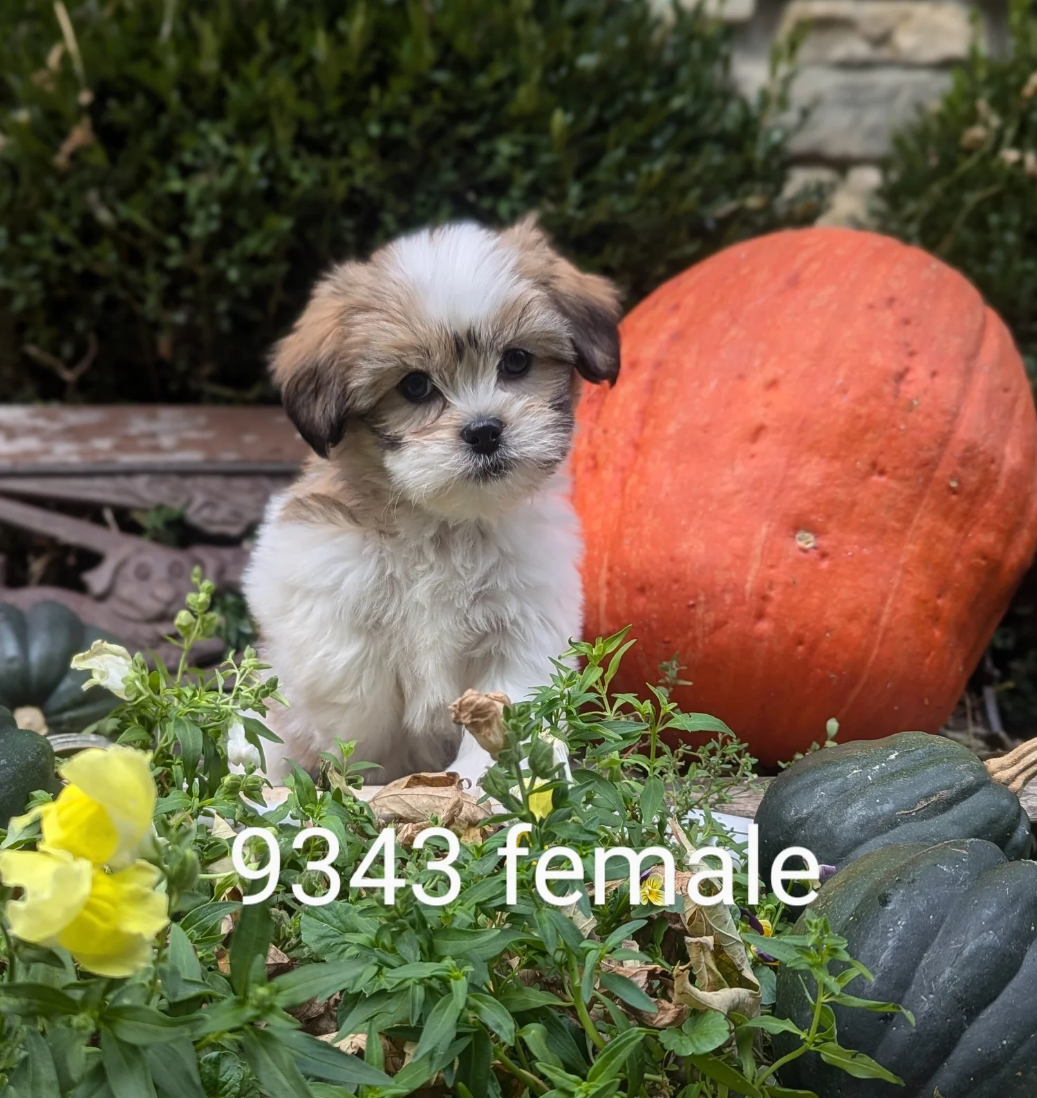 B & C Kennels