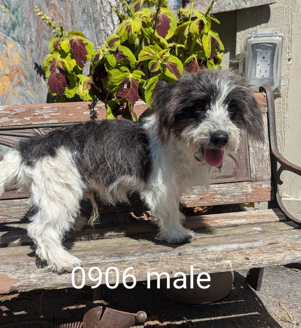 Yorkshire Terriers, Yorkipoos & Yorkichons — B & C Kennels