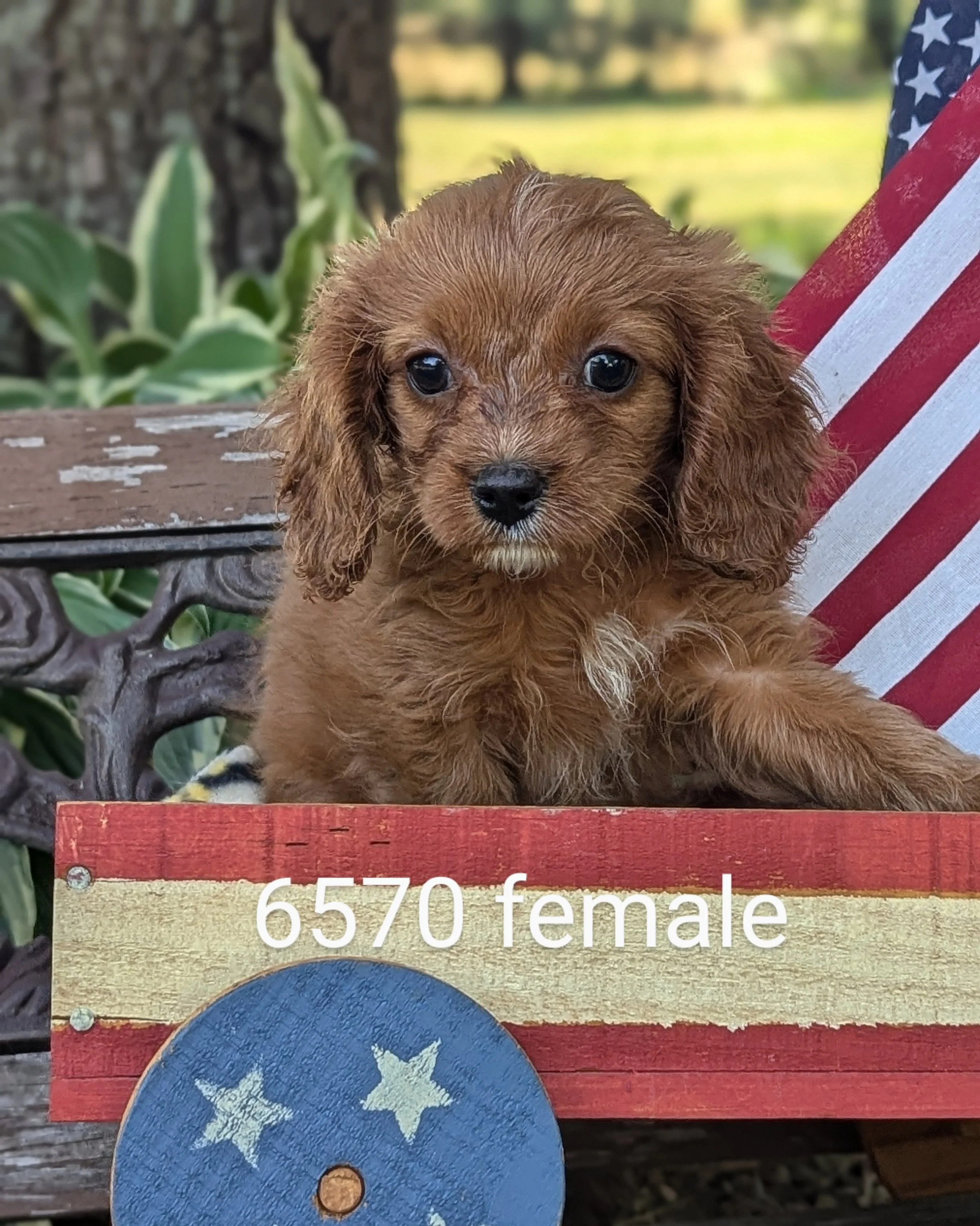 Cavapoos, Cavachons, & Cavaliers — B & C Kennels