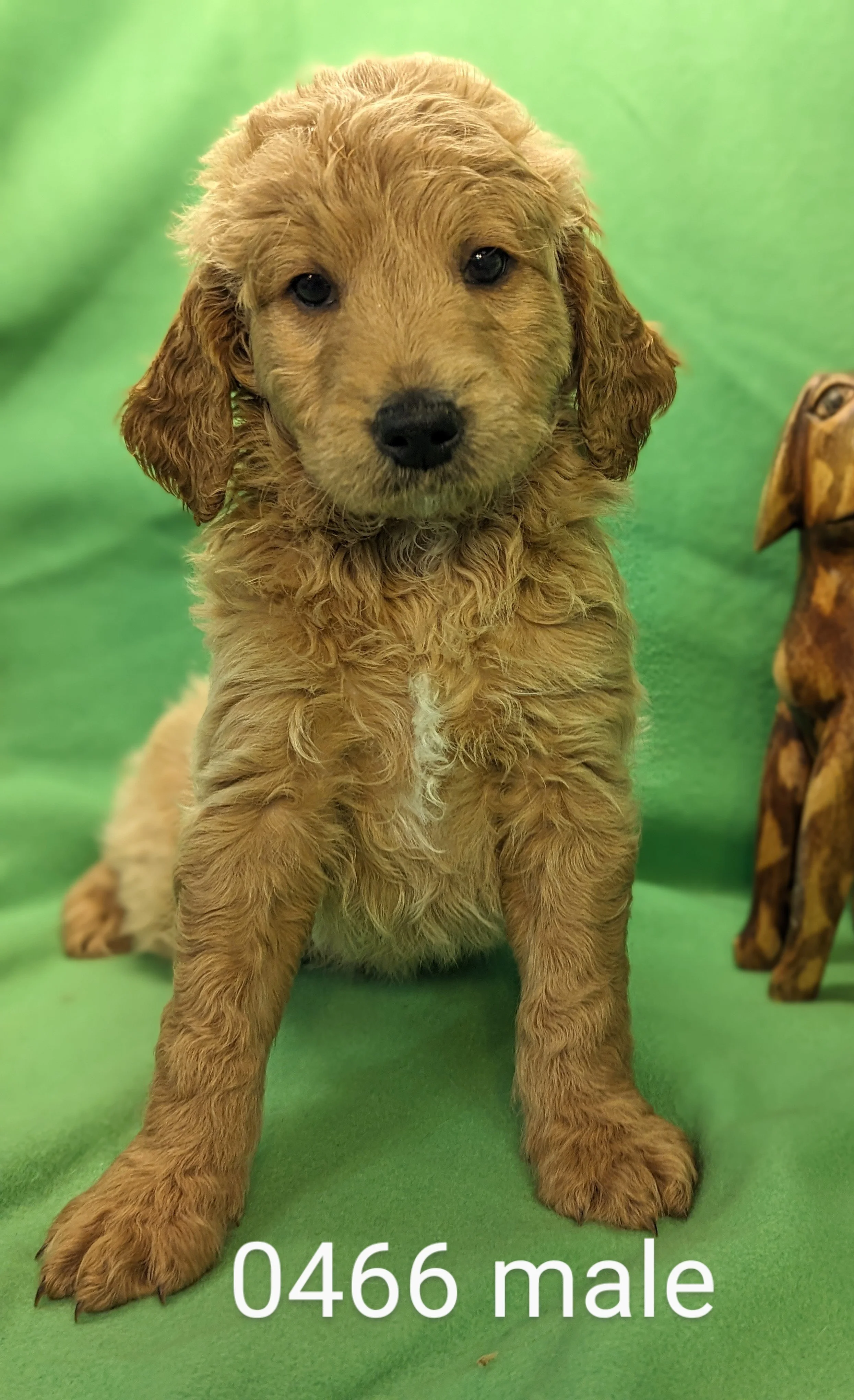 Goldendoodles & Golden Retrievers — B & C Kennels