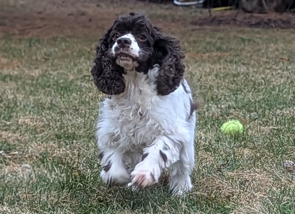 Meet the Parents — B & C Kennels