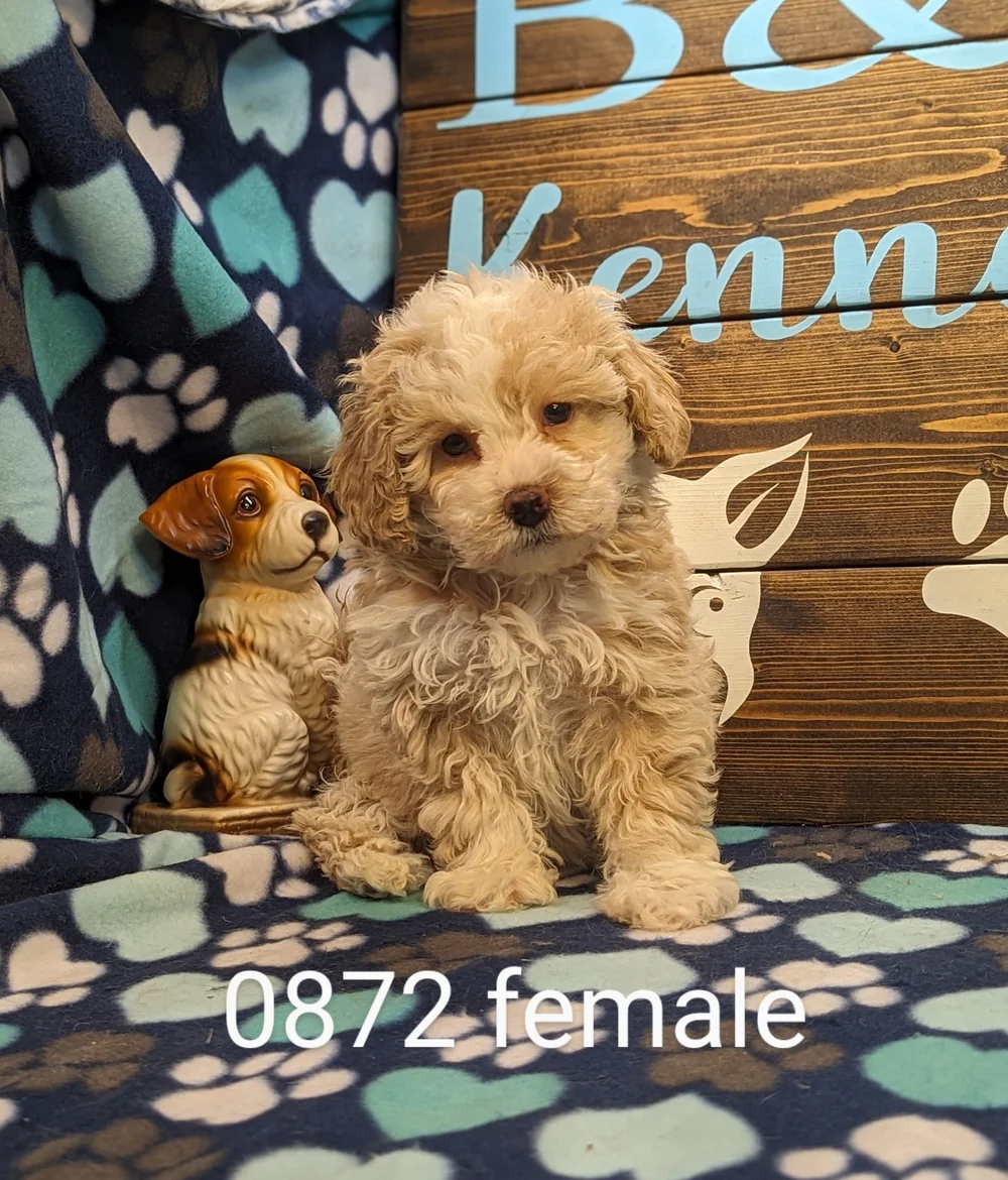 Bichon Frise / Bichonapoo — B & C Kennels