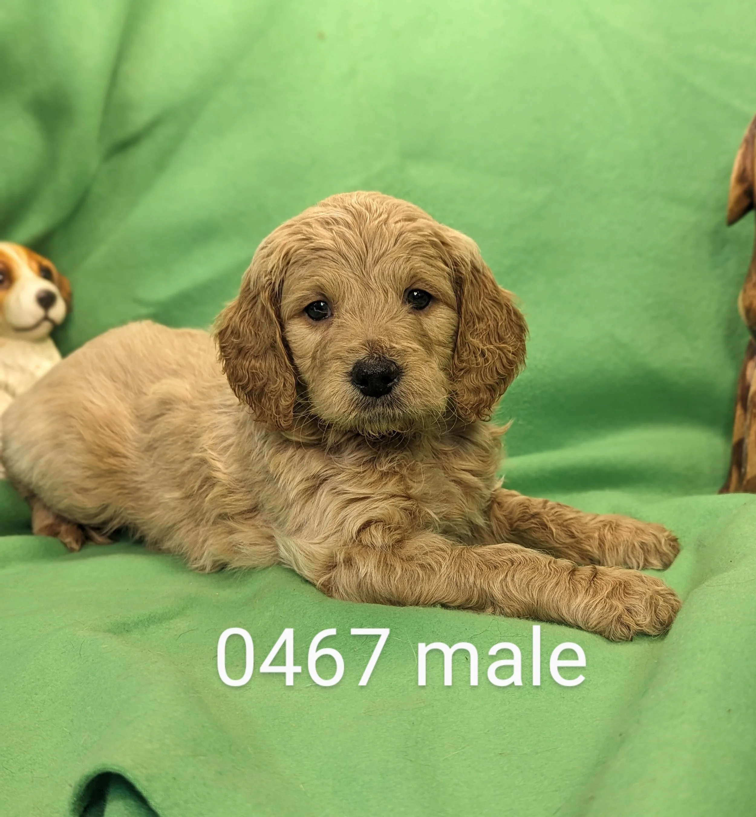 Goldendoodles & Golden Retrievers — B & C Kennels