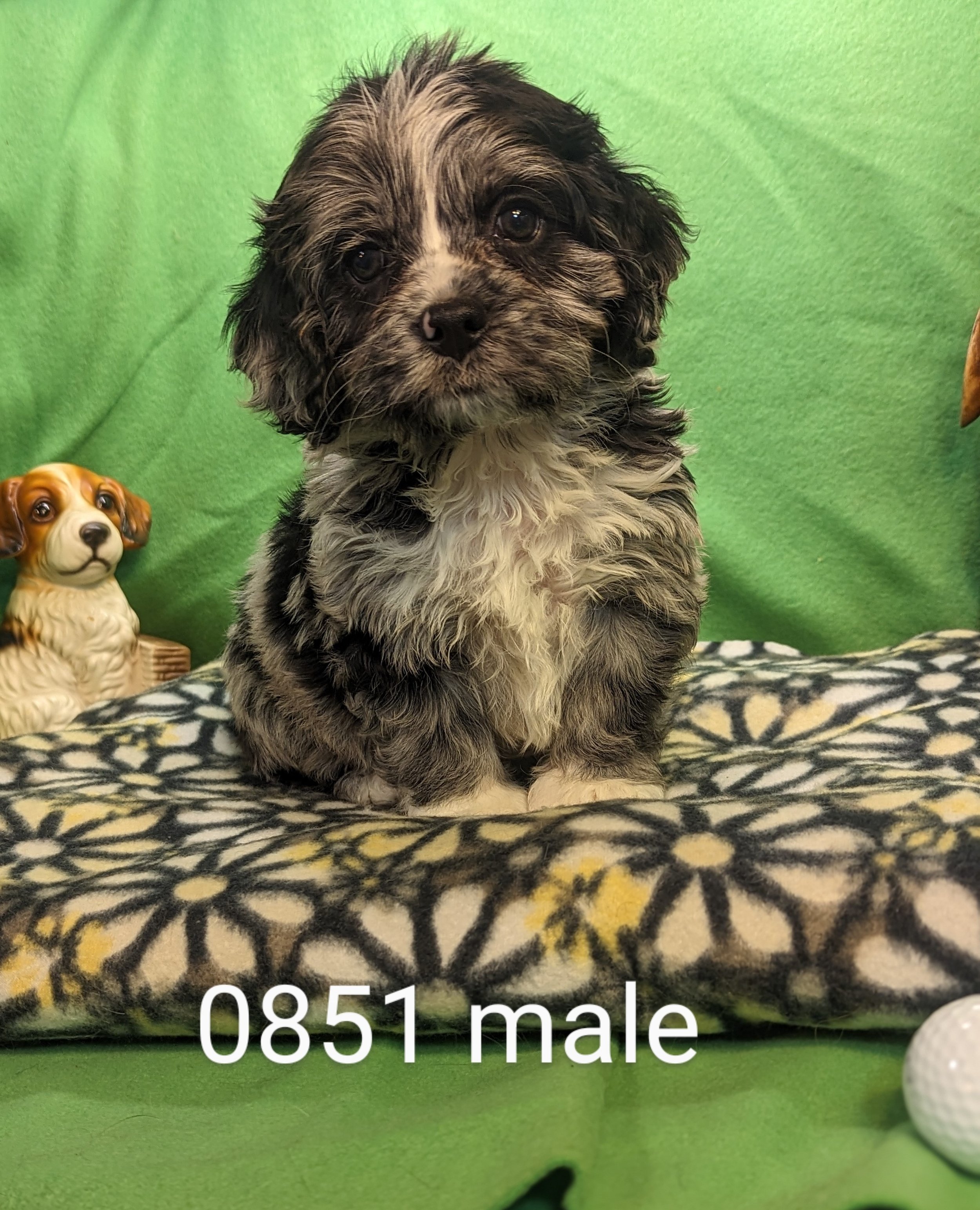 Cockapoos & Cocker Spaniels — B & C Kennels