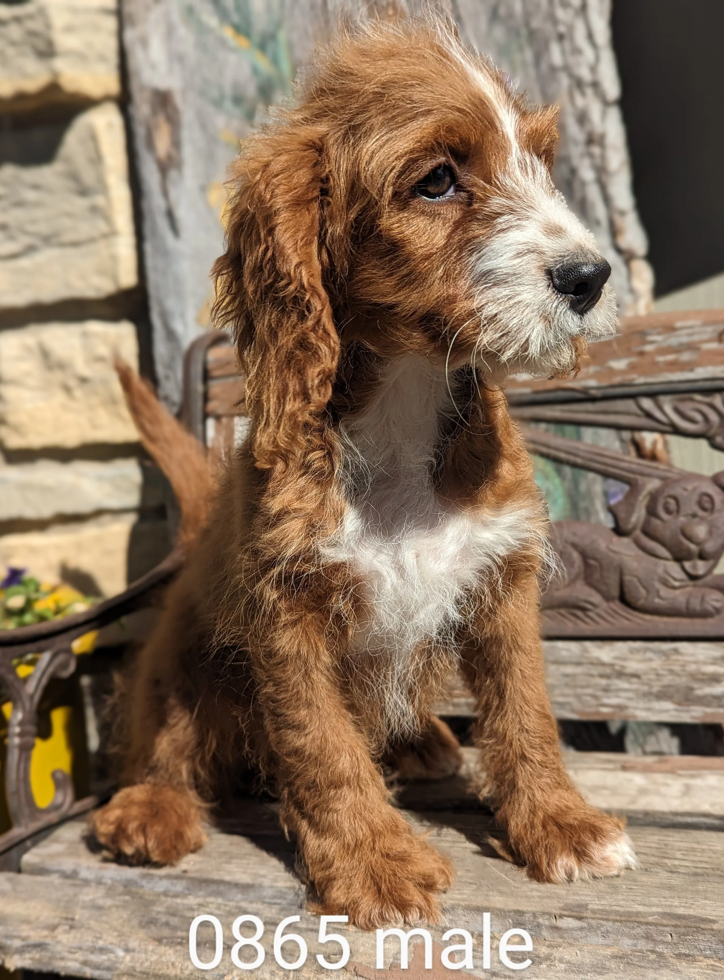 Cavapoos, Cavachons, & Cavaliers — B & C Kennels