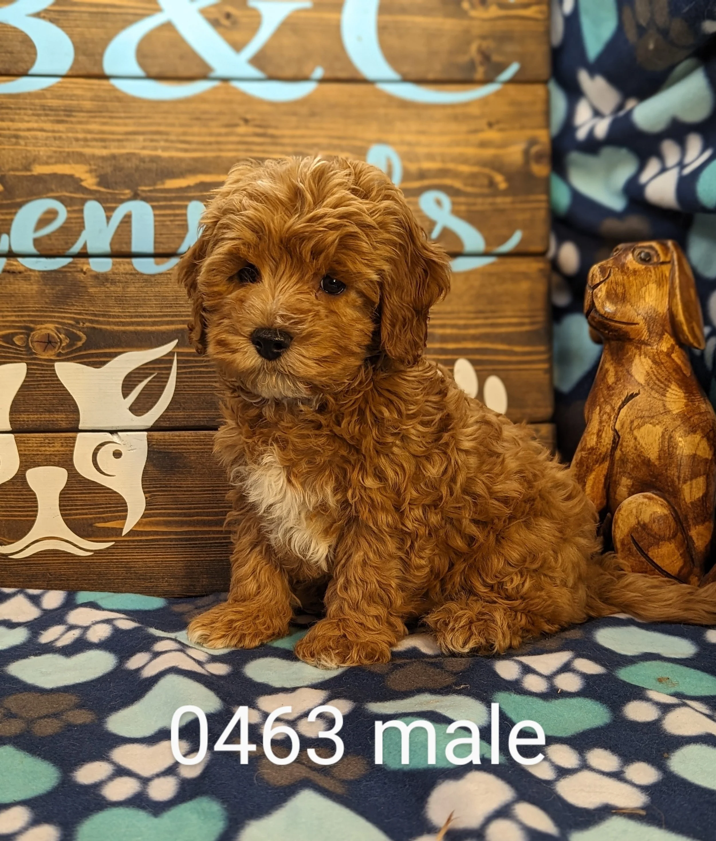 Cavapoos, Cavachons, & Cavaliers — B & C Kennels