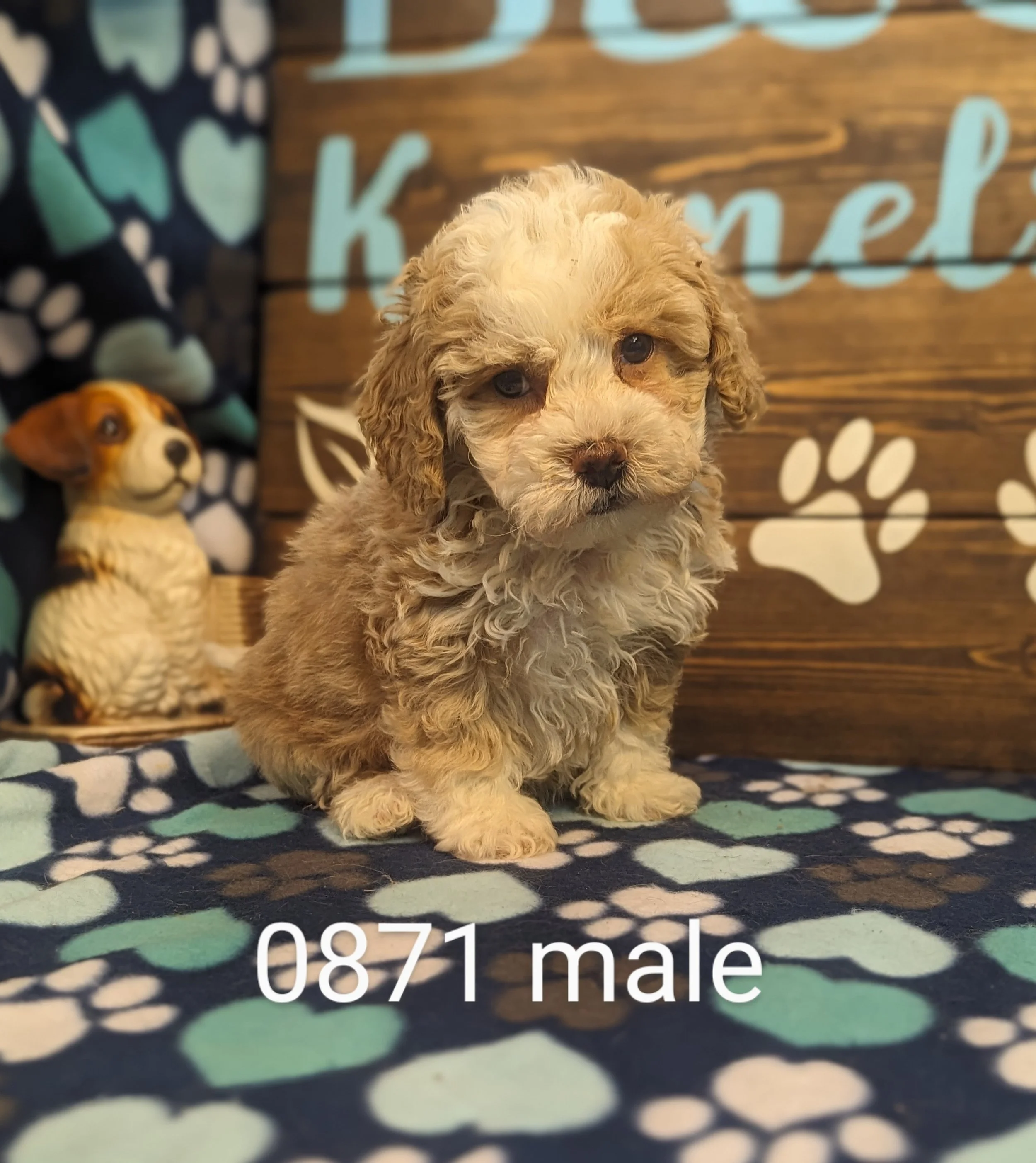 Bichon Frise / Bichonapoo — B & C Kennels