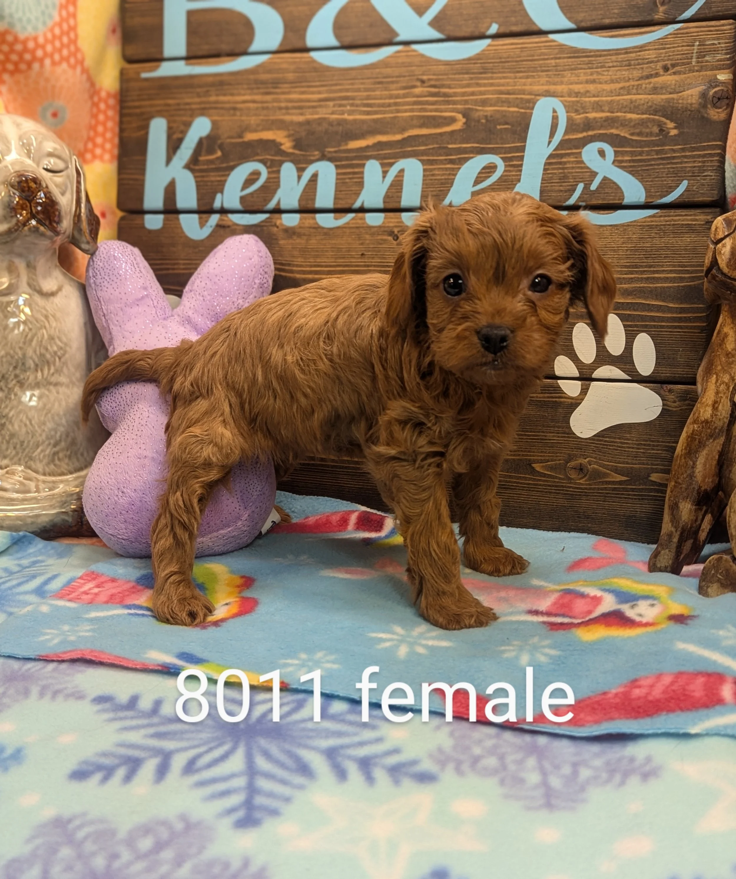 Cavapoos, Cavachons, & Cavaliers — B & C Kennels