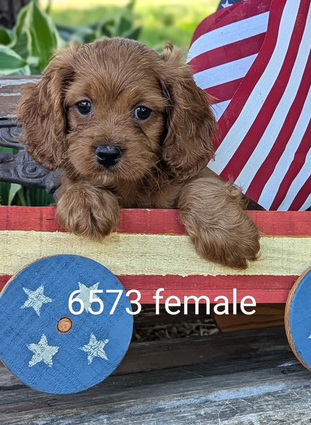 Cavapoos, Cavachons, & Cavaliers — B & C Kennels