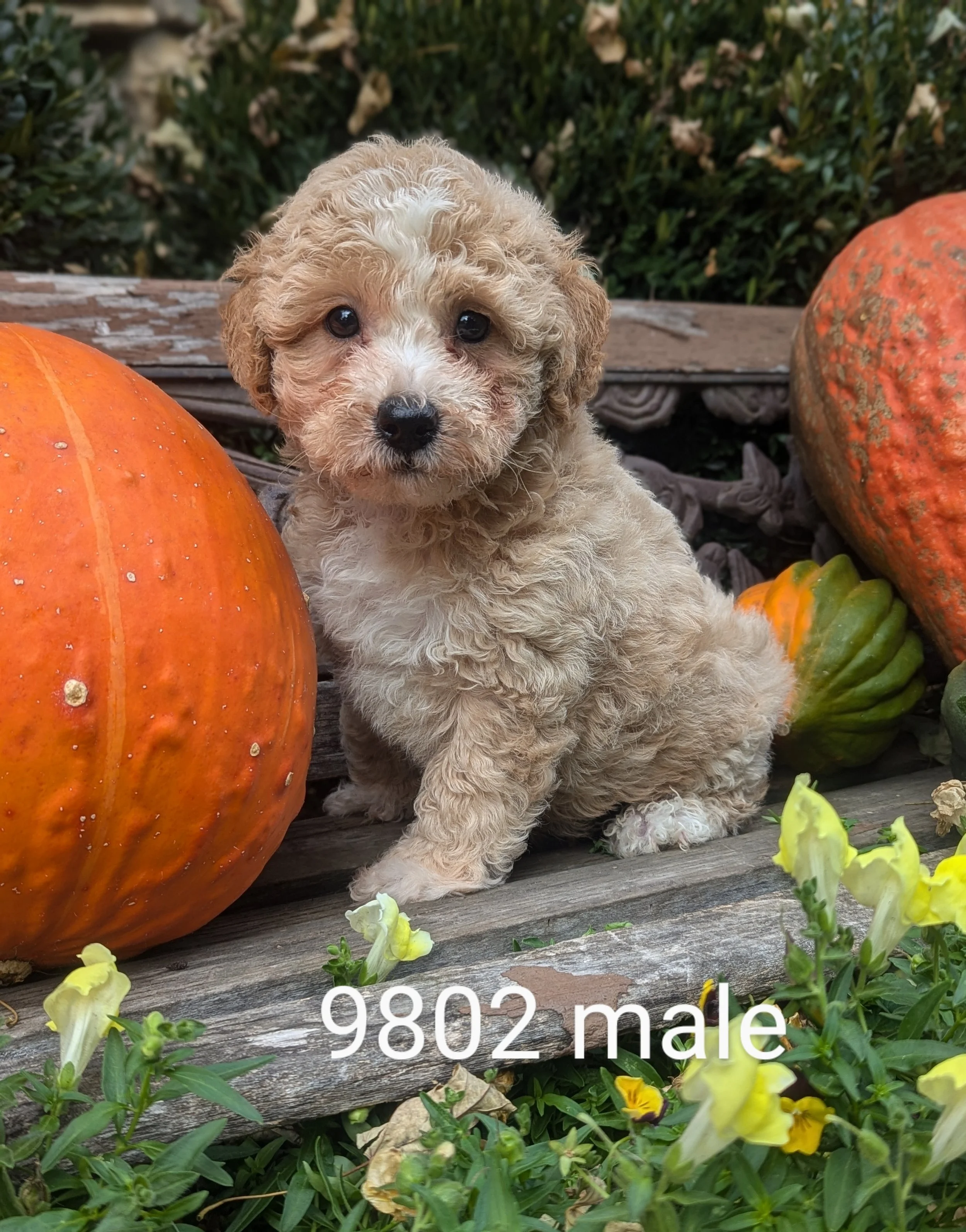 Bichon Frise / Bichonapoo — B & C Kennels