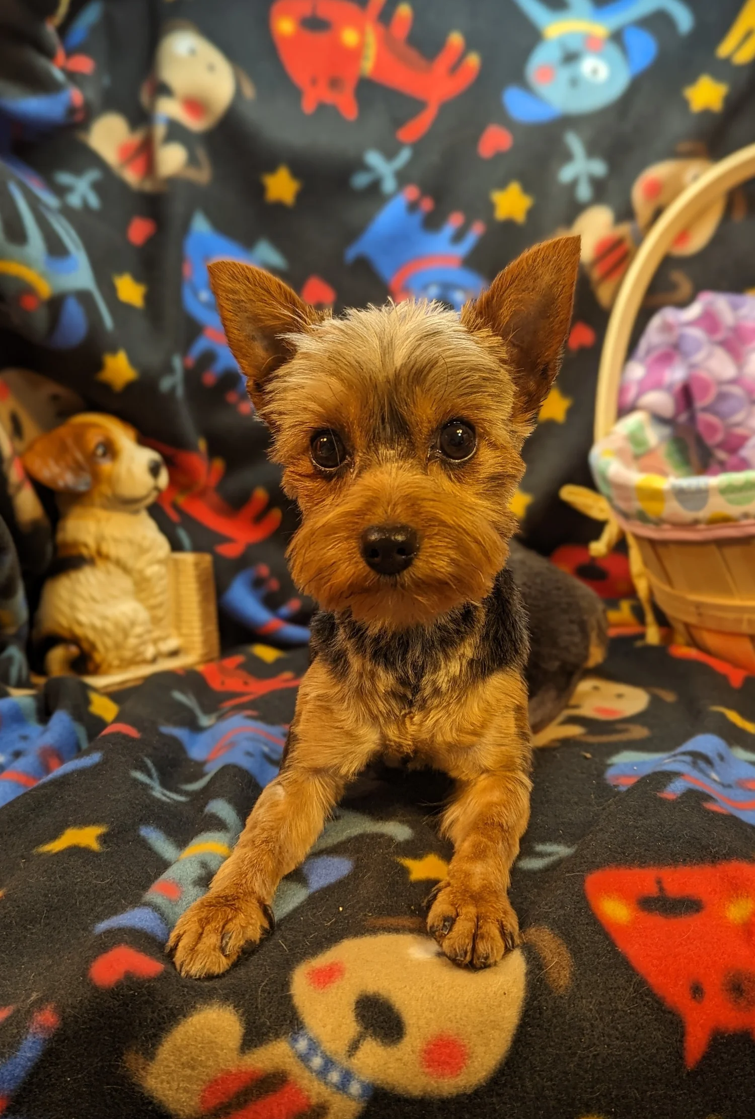 Meet the Parents — B & C Kennels